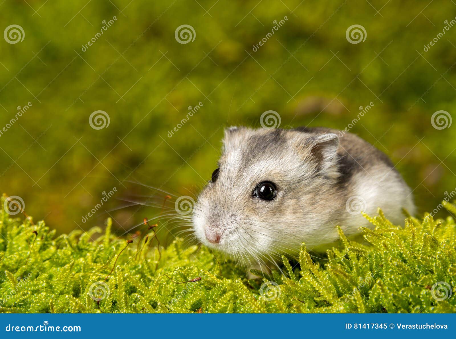 Little pet hamster stock image. Image of length, close - 81417345