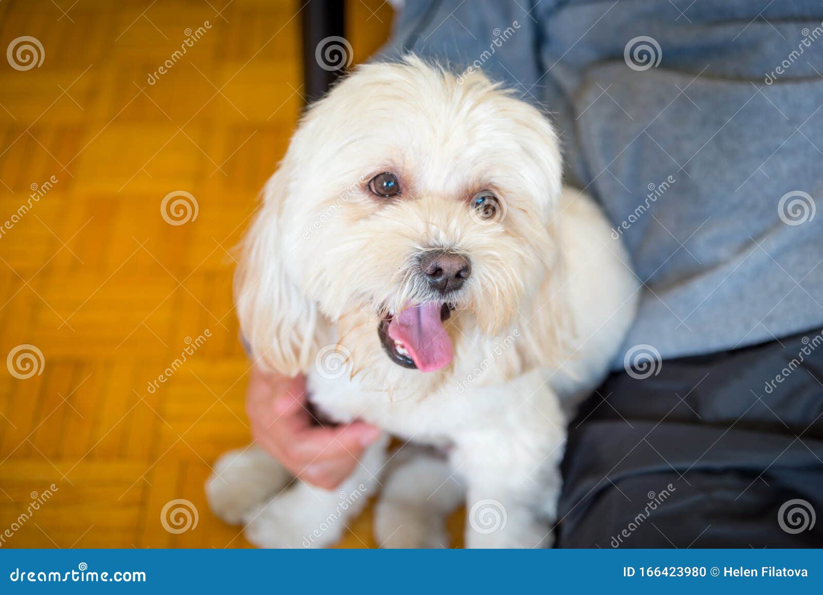 Little Pet Hund stockfoto. Bild von freunde, inhaber - 166423980