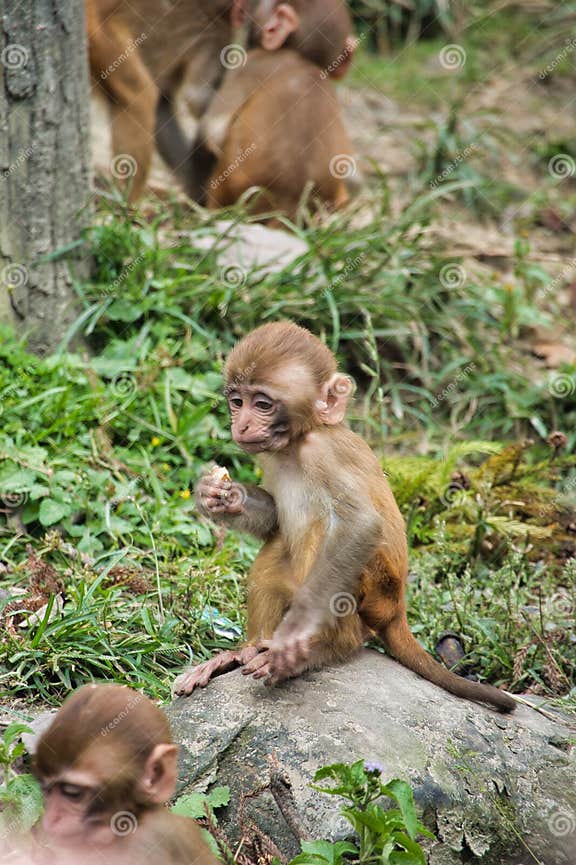 Little philosopher stock photo. Image of little, monkey - 284167820