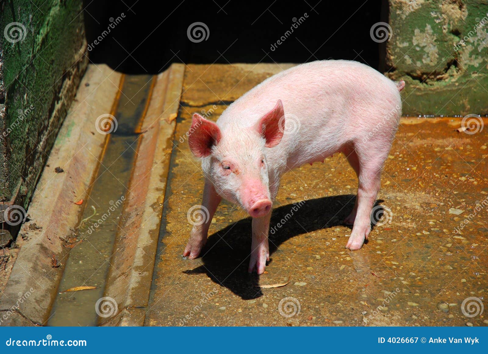 Little pig stock image. Image of full, domestic, stands - 4026667