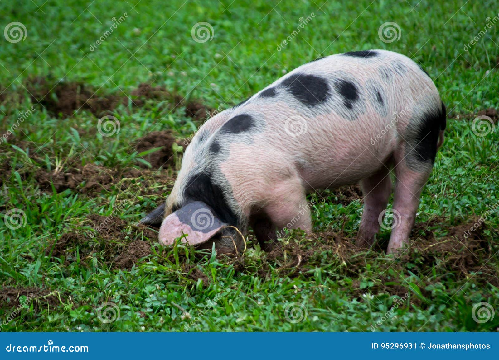Little pig digging stock image. Image of chester, happy - 95296931