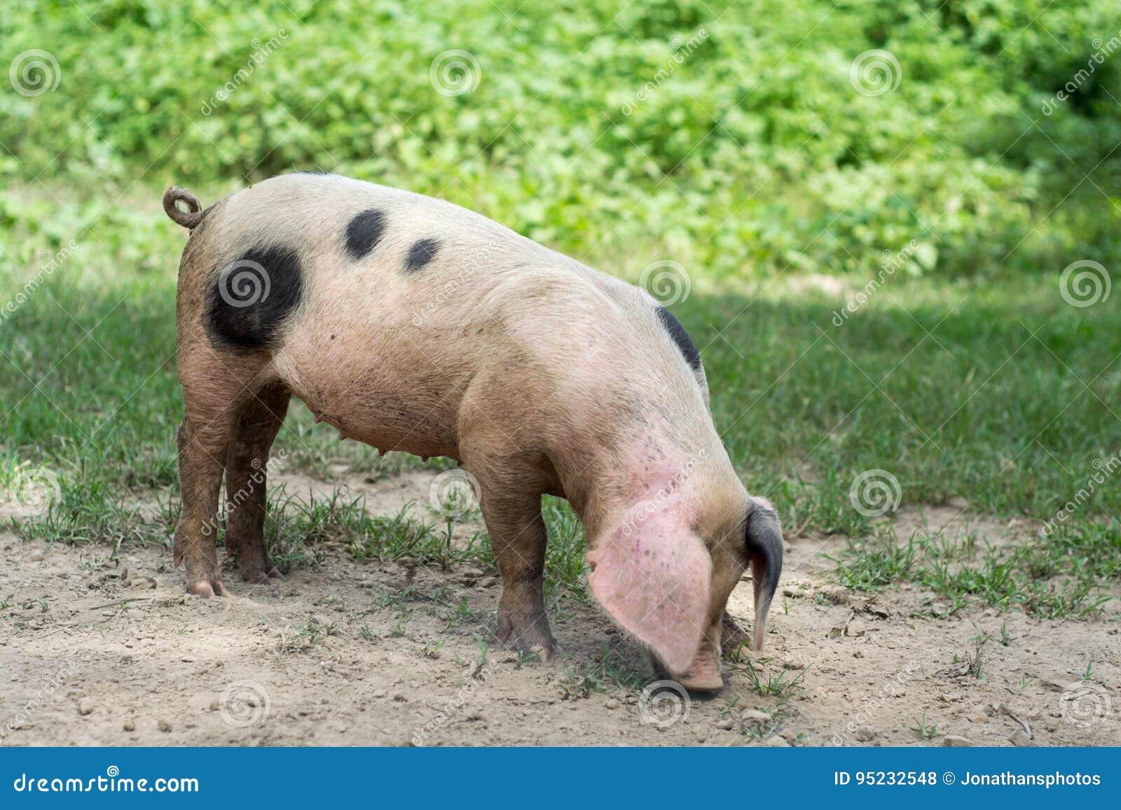 Little pig digging stock photo. Image of camera, gloucestershire - 95232548