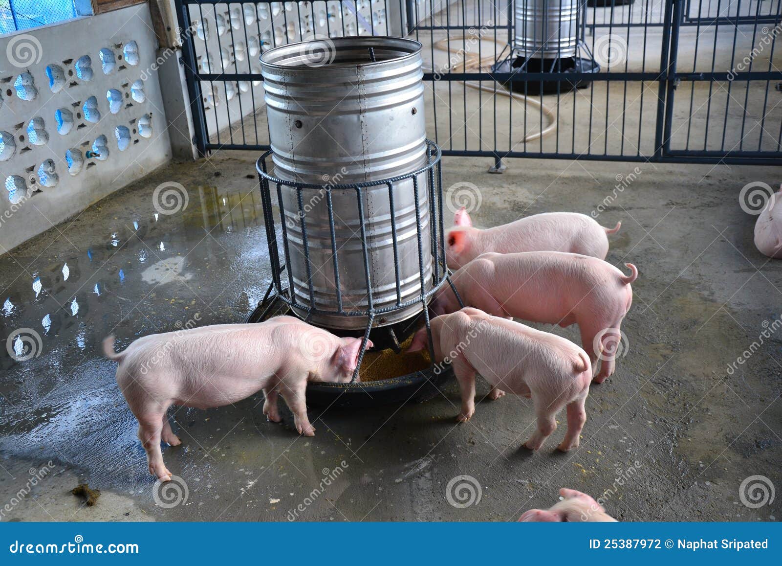 A little pig eat stock photo. Image of livestock, animal - 25387972