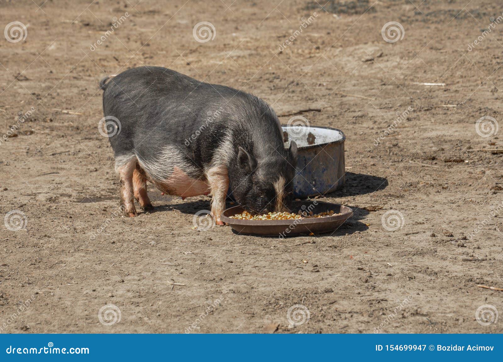 The Little Pig Eats Food in the Yard Stock Image - Image of bokeh ...