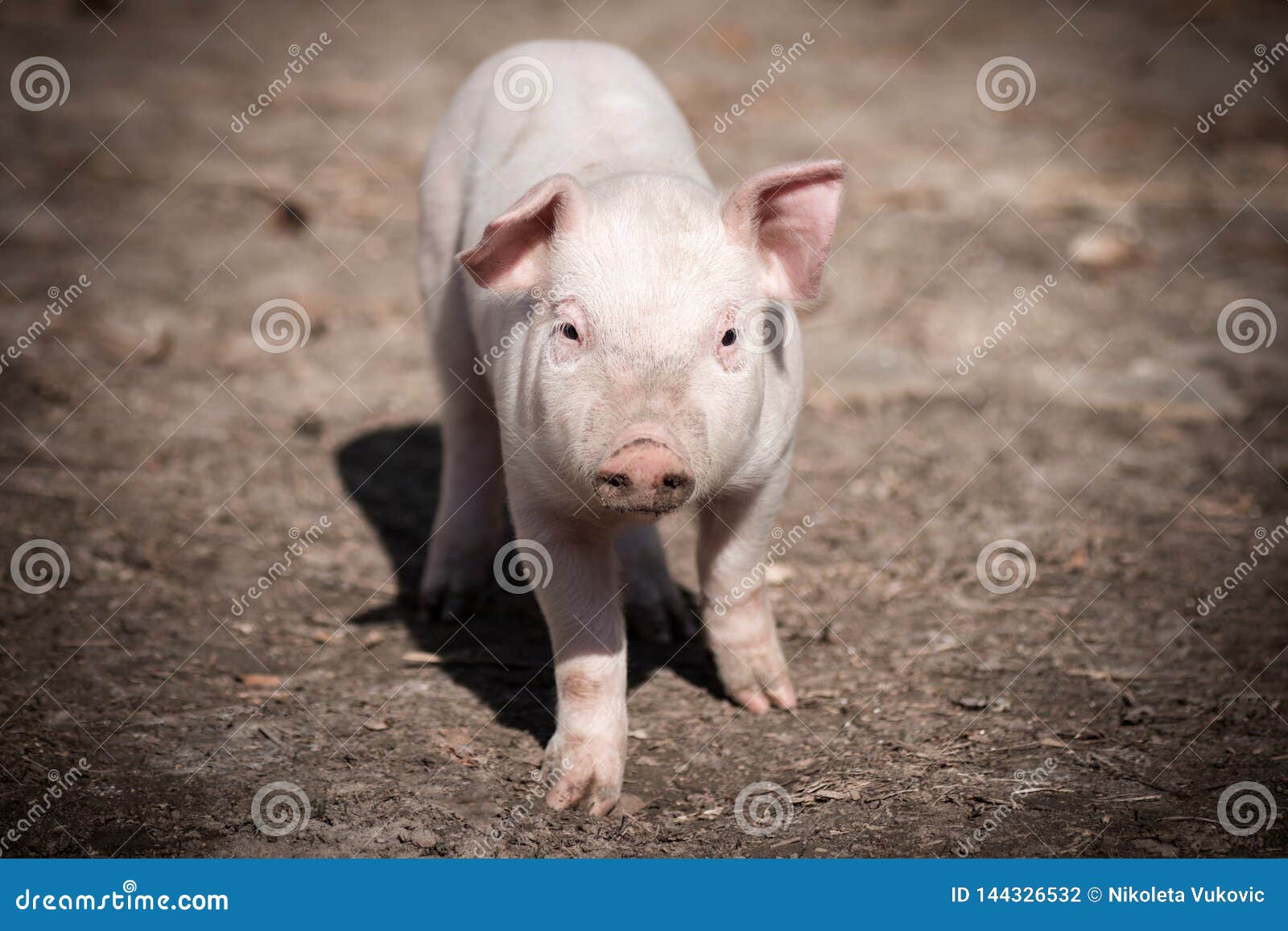 Little pig front view stock photo. Image of adorable - 144326532