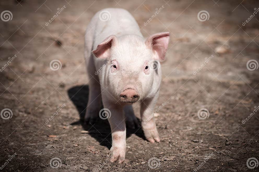 Little pig front view stock photo. Image of adorable - 144326532