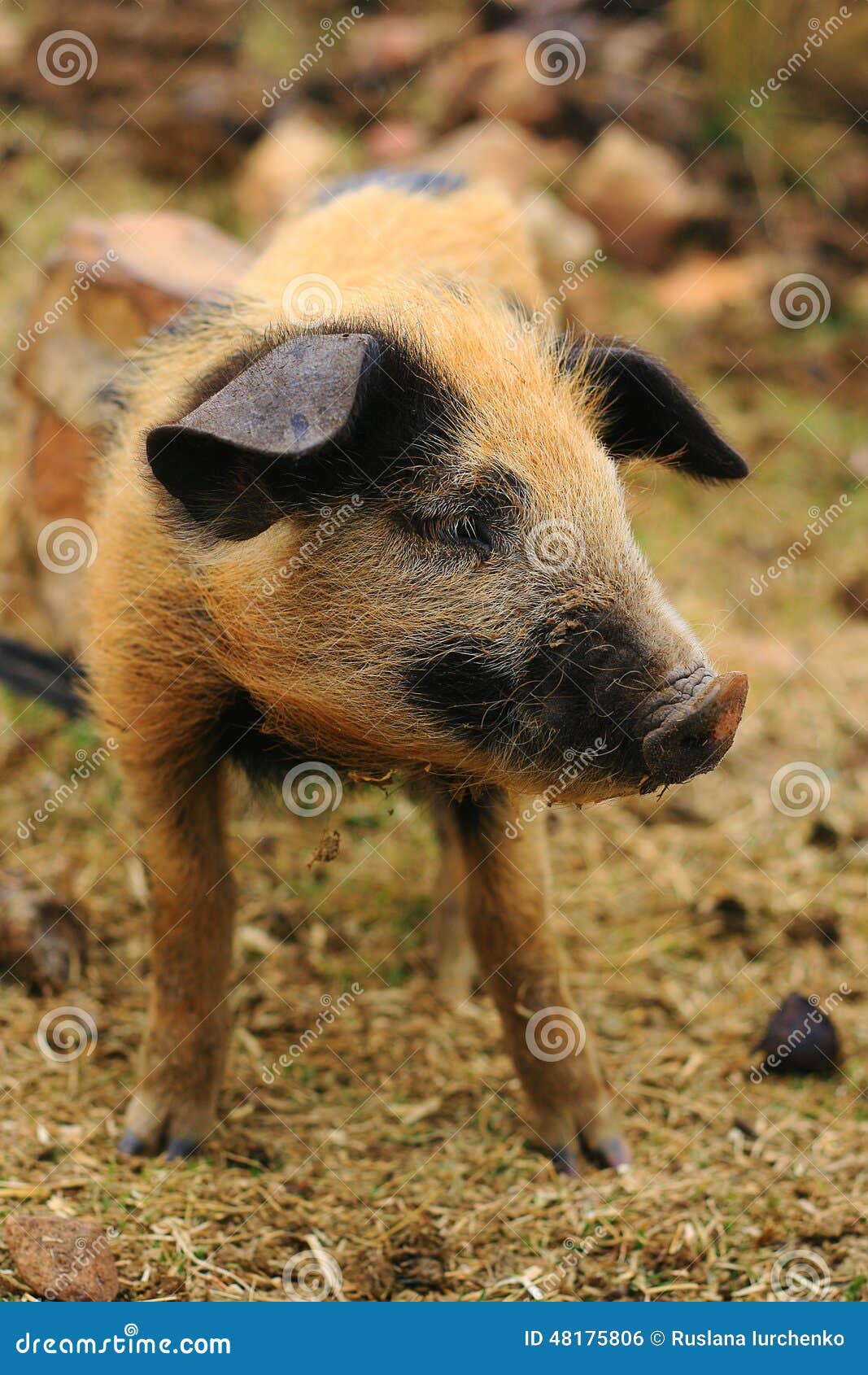 Little pig stock photo. Image of animal, fauna, farm - 48175806