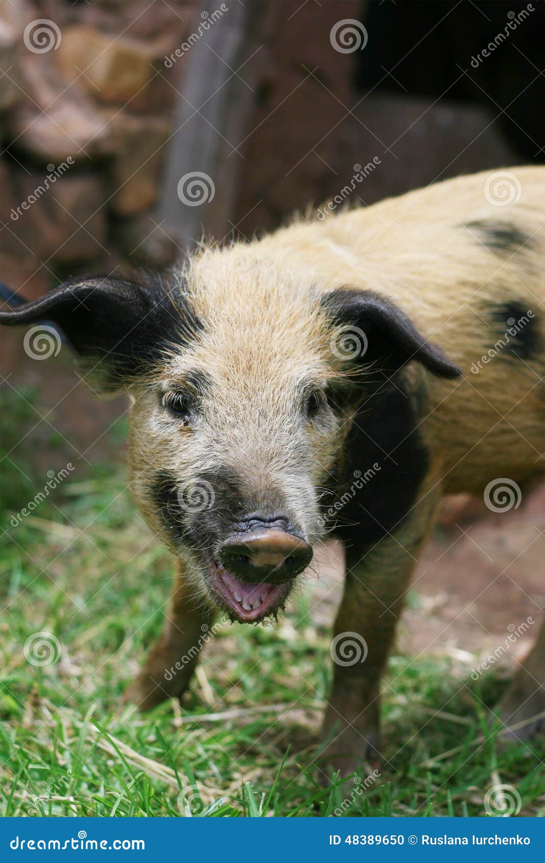 Little pig stock photo. Image of show, smiling, mammal - 48389650
