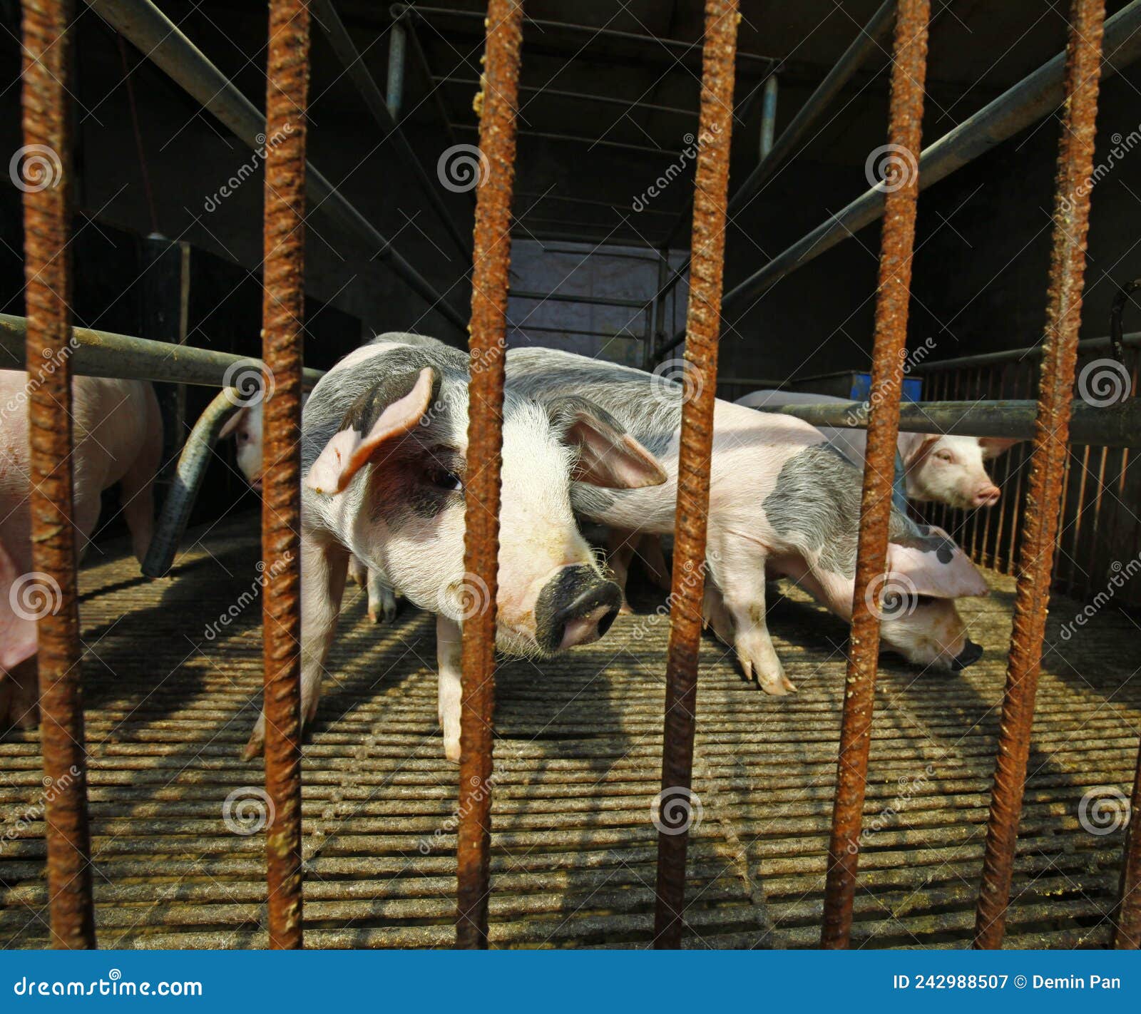 The farm pigs stock image. Image of modern, varieties - 242988507
