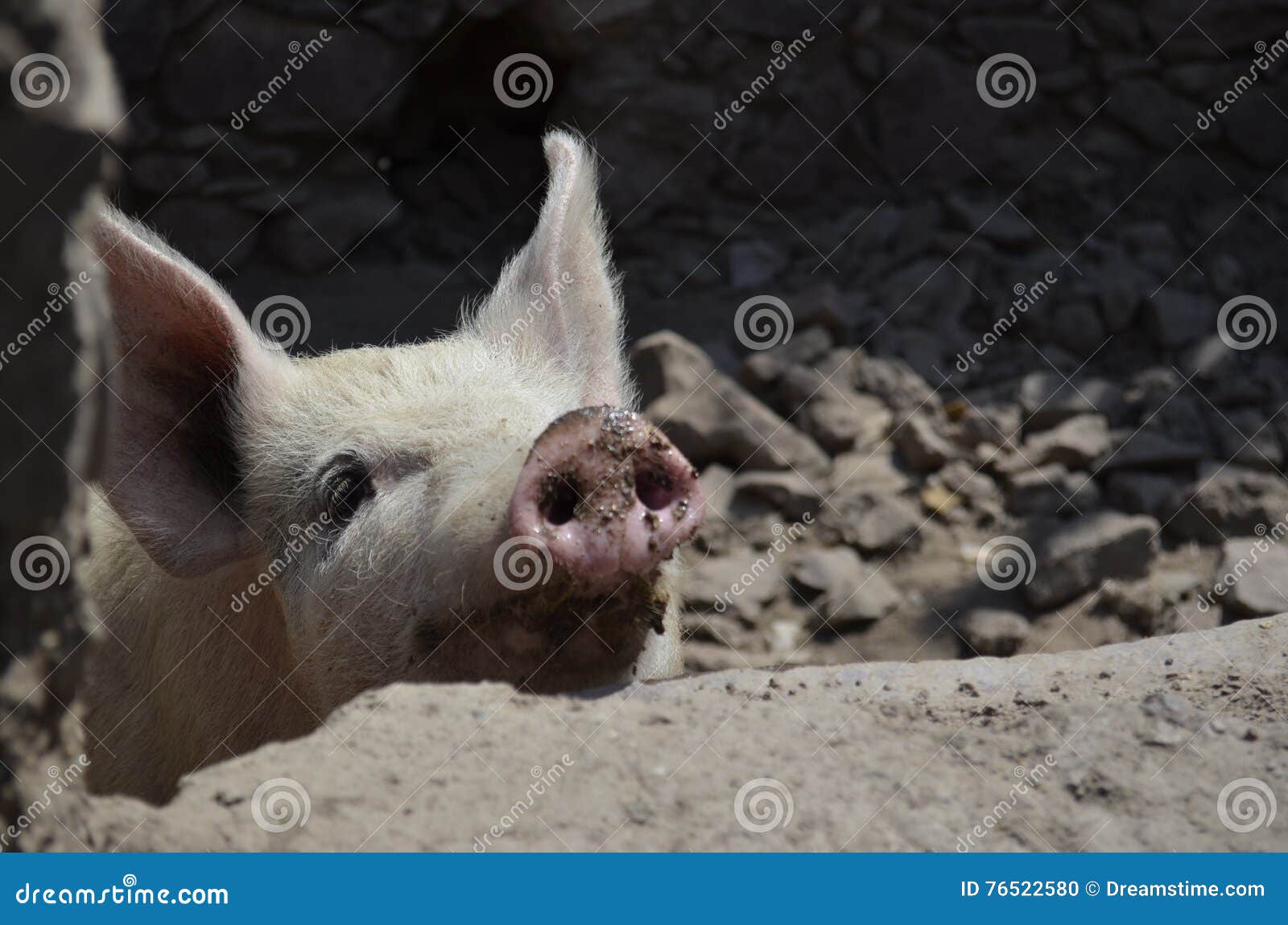 Little pig stock photo. Image of furry, funny, animals - 76522580