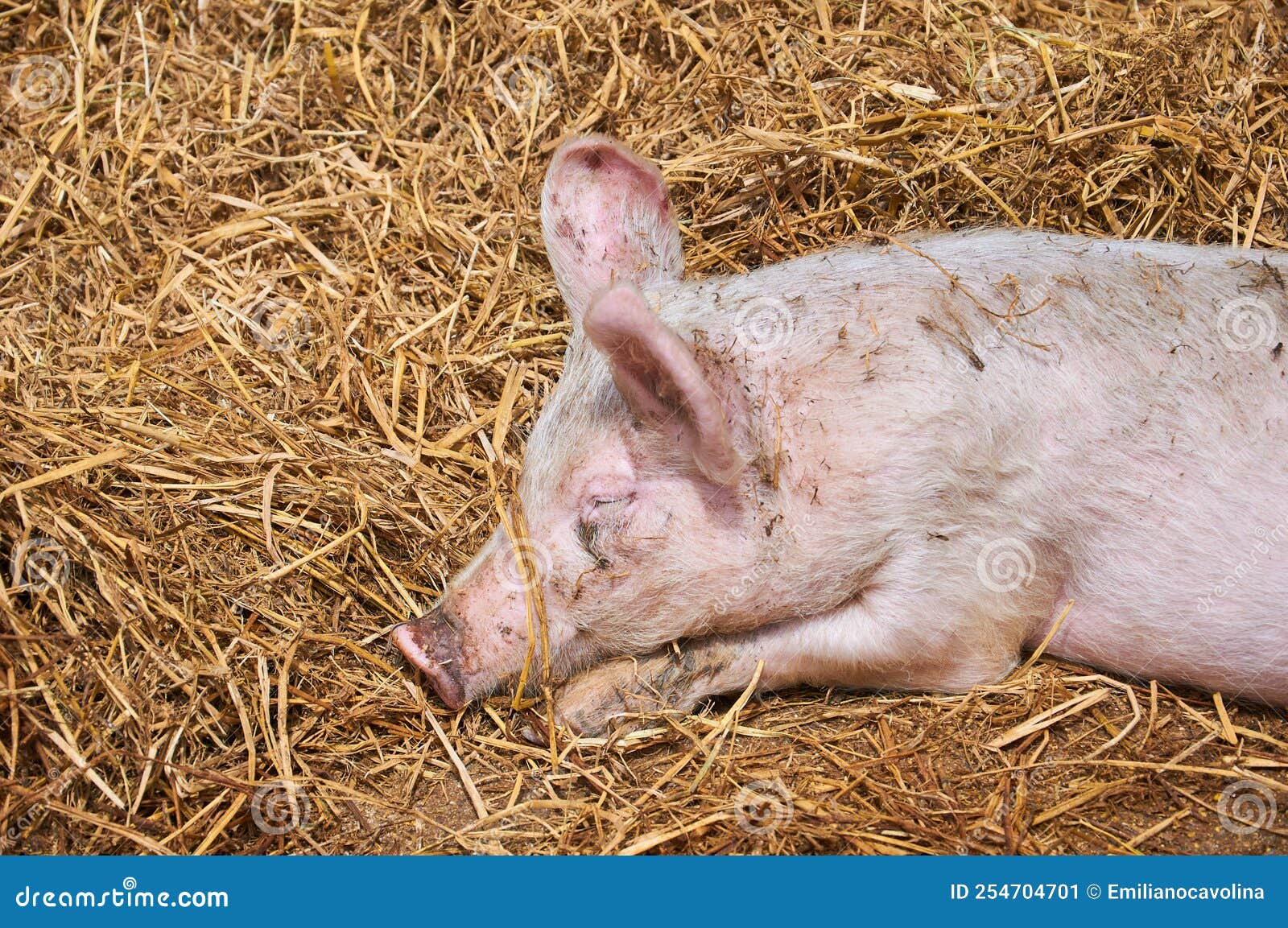Little Pig Sleeps in the Straw Stock Image - Image of exploring, baby ...