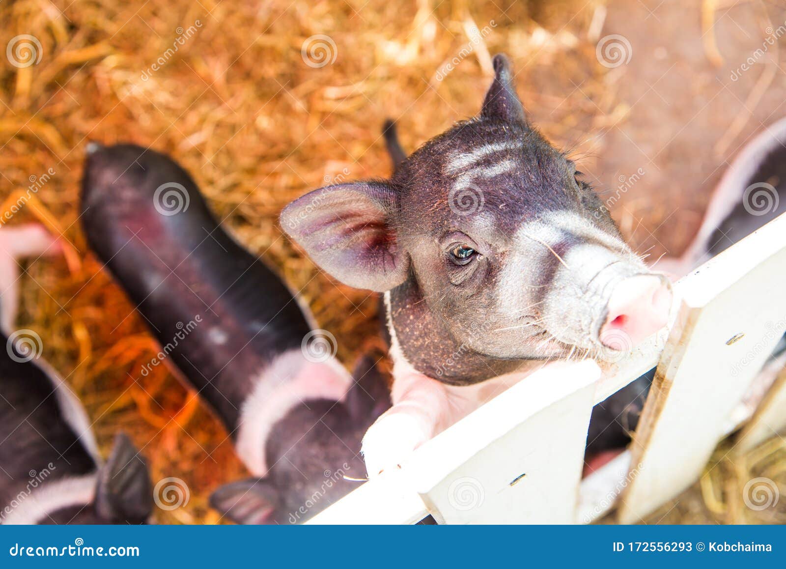 Little pig in Thai stock image. Image of farm, mammal - 172556293