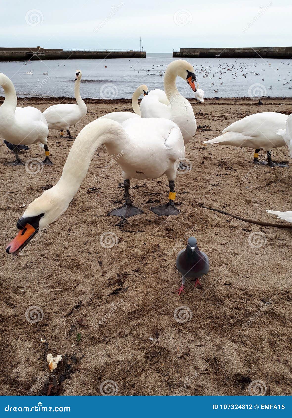 Little Pigeon with Big Swans in the Harbour Stock Photo - Image of ...