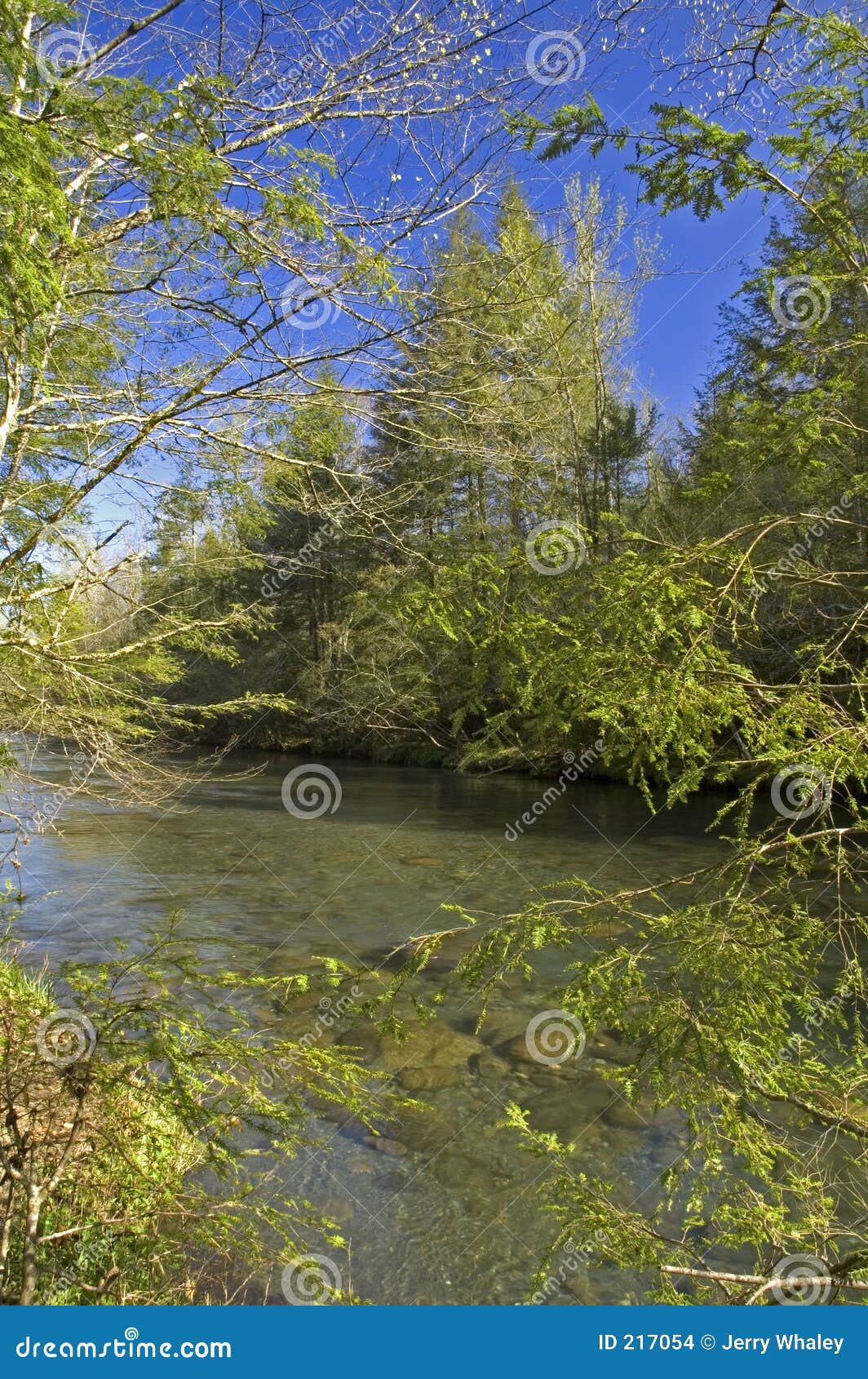Little Pigeon River, Spring Stock Photo - Image of appalachia, fresh ...