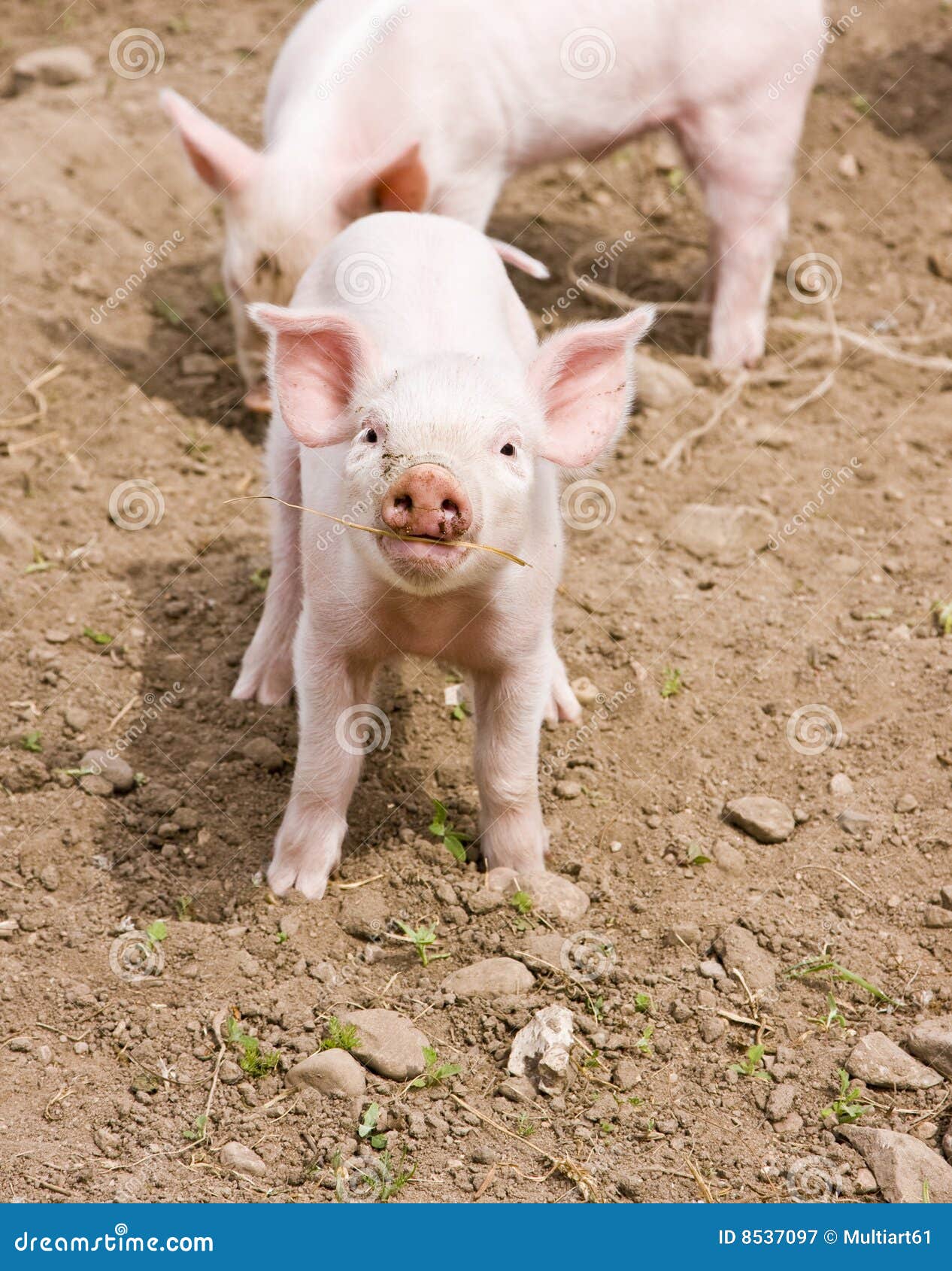 Little Piglet stock image. Image of piglets, dirty, growing - 8537097