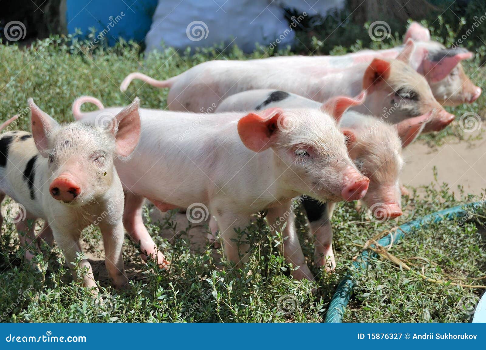 Little piglets stock image. Image of agriculture, piglet - 15876327