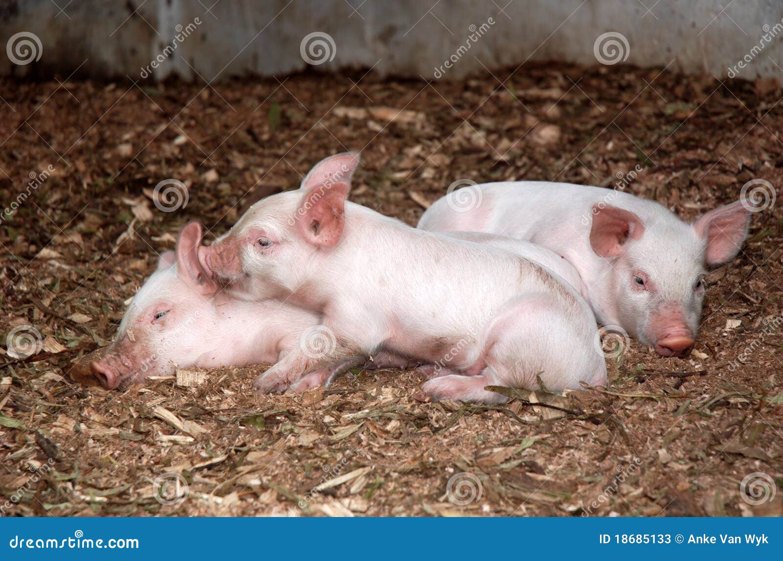 Little piglets stock image. Image of piglets, mammal - 18685133