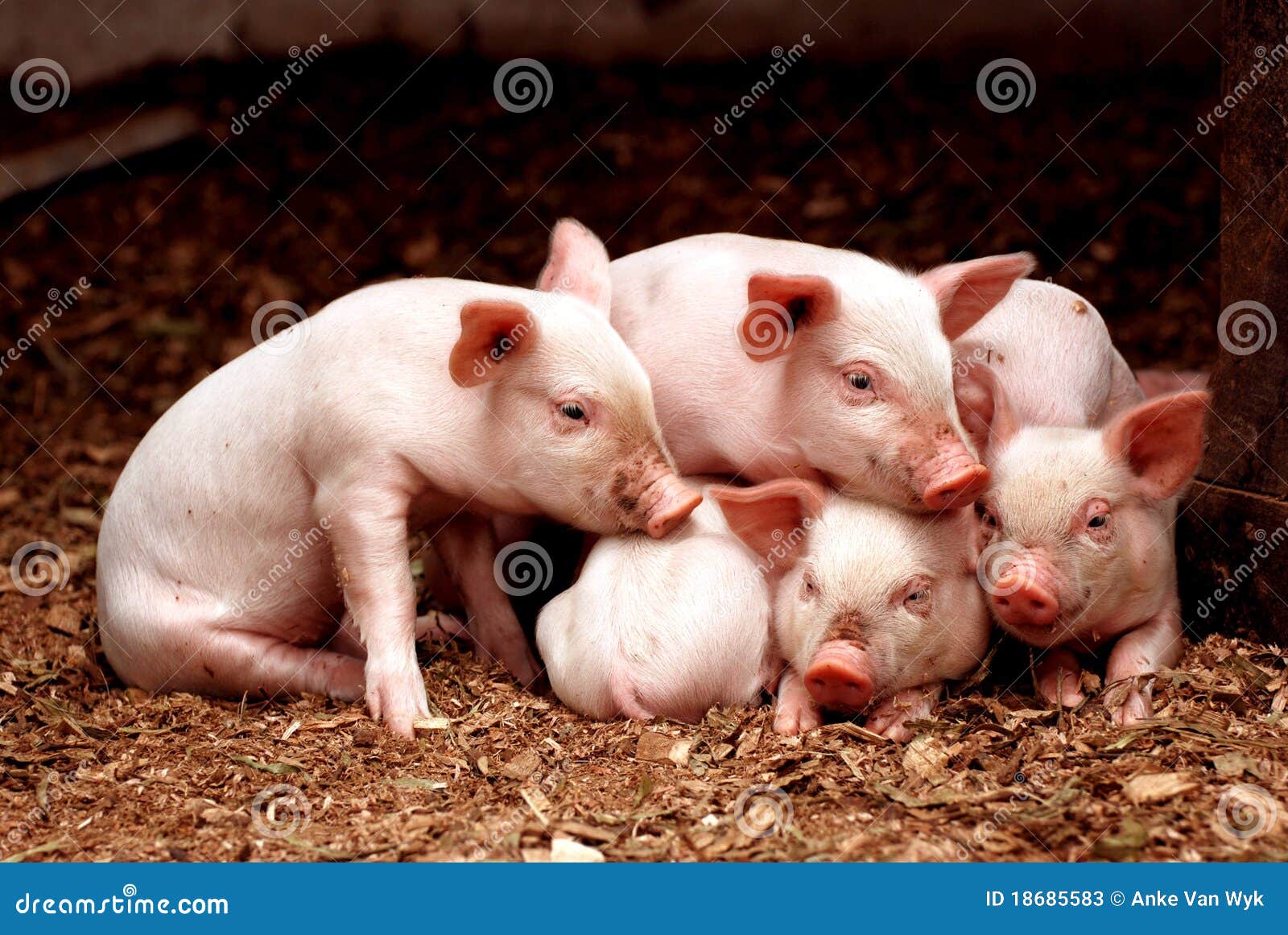 Little piglets stock image. Image of piggy, indoors, horizontal - 18685583