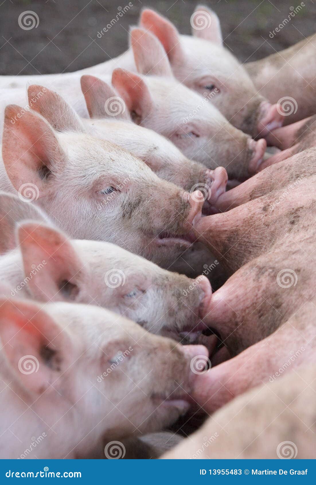 Little Pigs stock image. Image of animal, piglet, group - 13955483