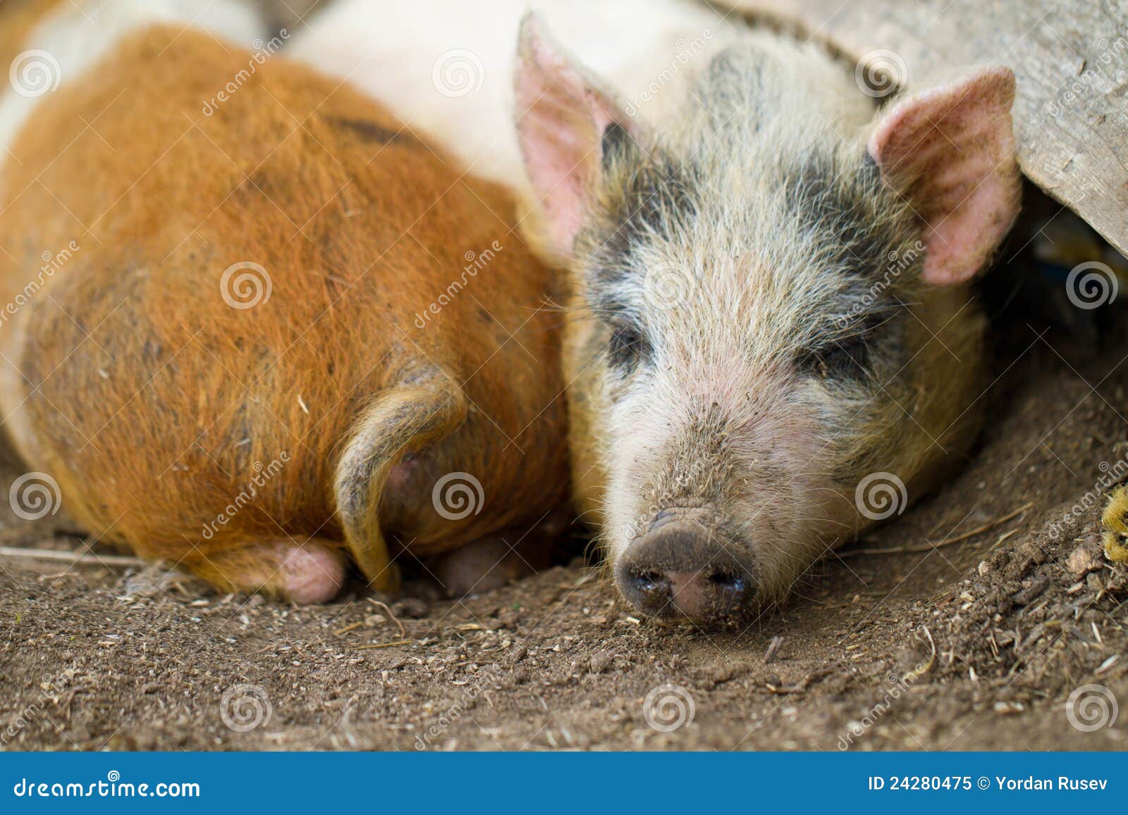 Little pigs stock image. Image of mammal, pink, piggy - 24280475