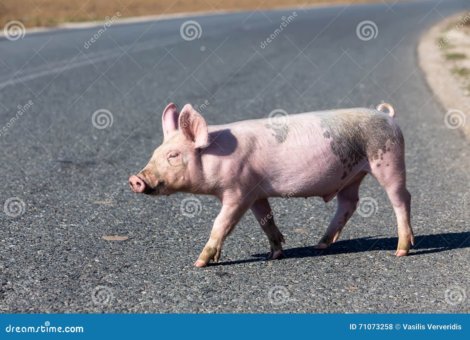 Little pigs cross the road stock photo. Image of swines - 71073258