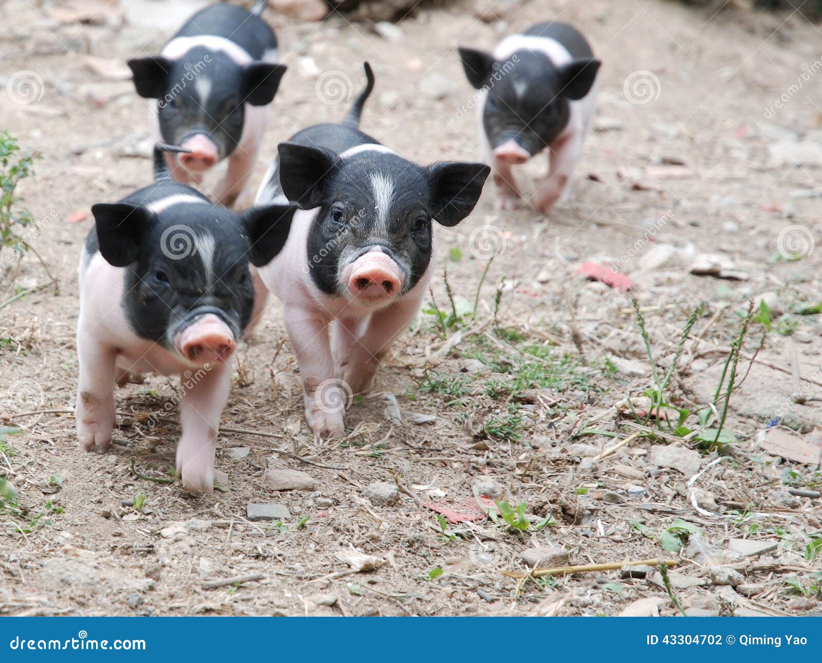 Little Pigs Eating Royalty-Free Stock Photography | CartoonDealer.com ...