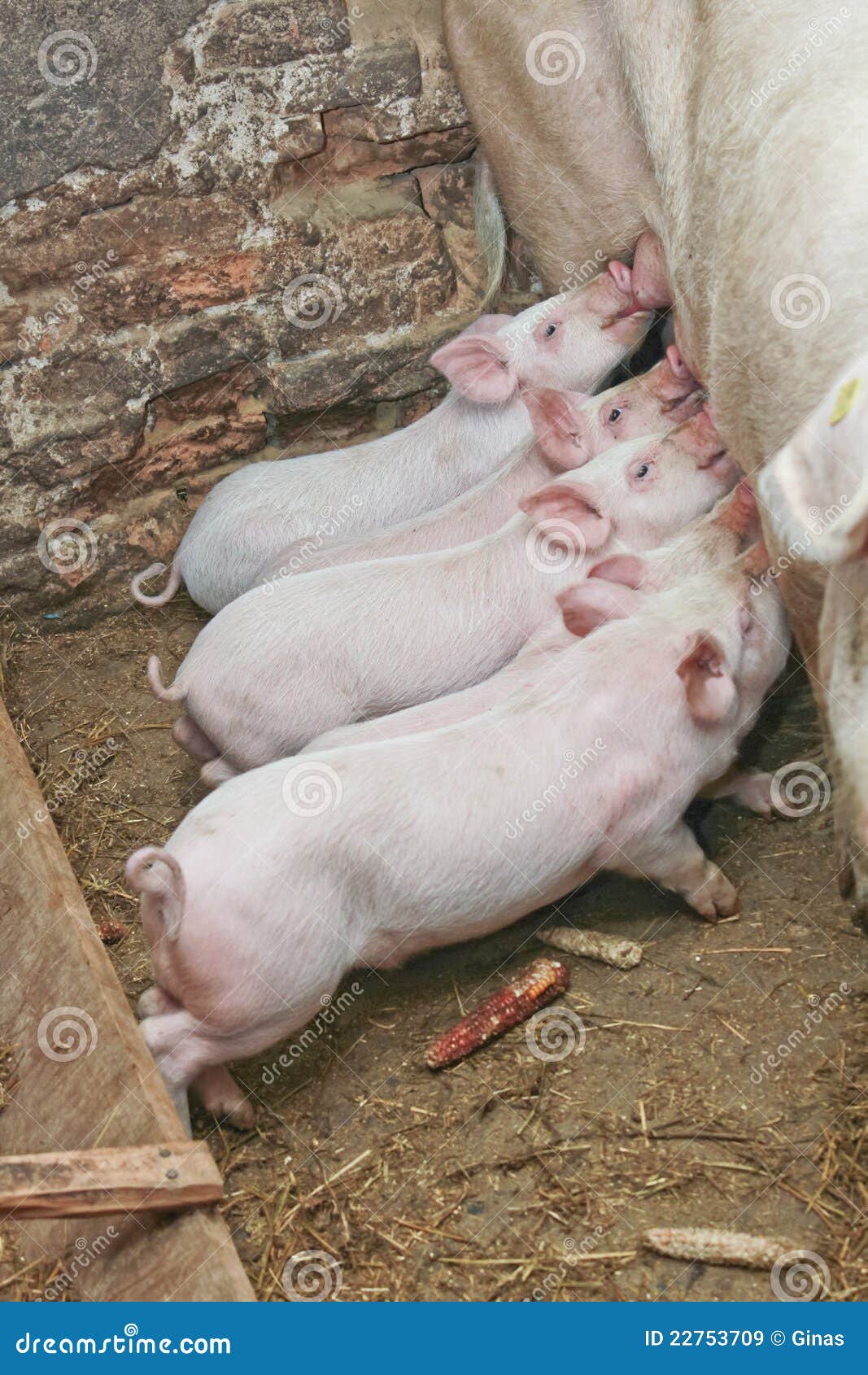 Little pigs eating stock image. Image of hungry, dinner - 22753709