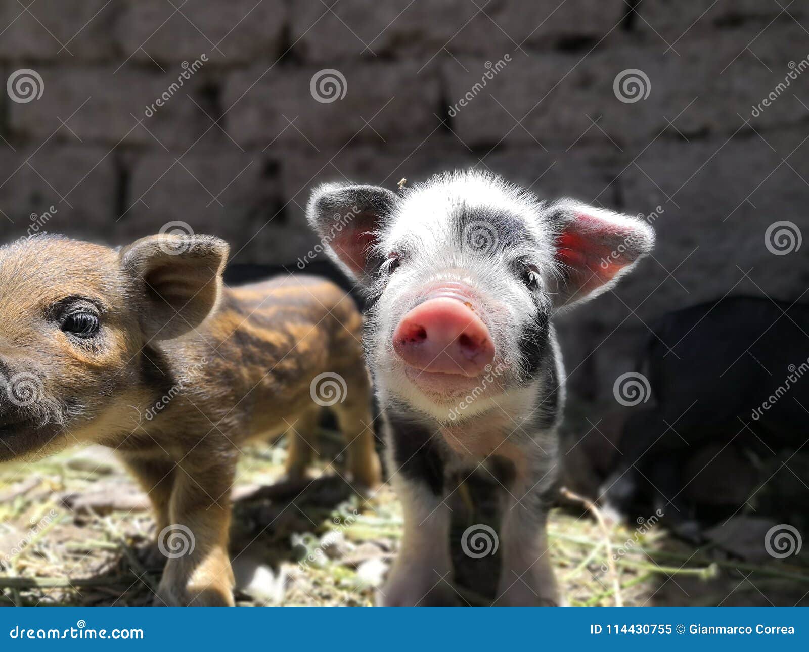 A little pigs stock image. Image of black, highland - 114430755
