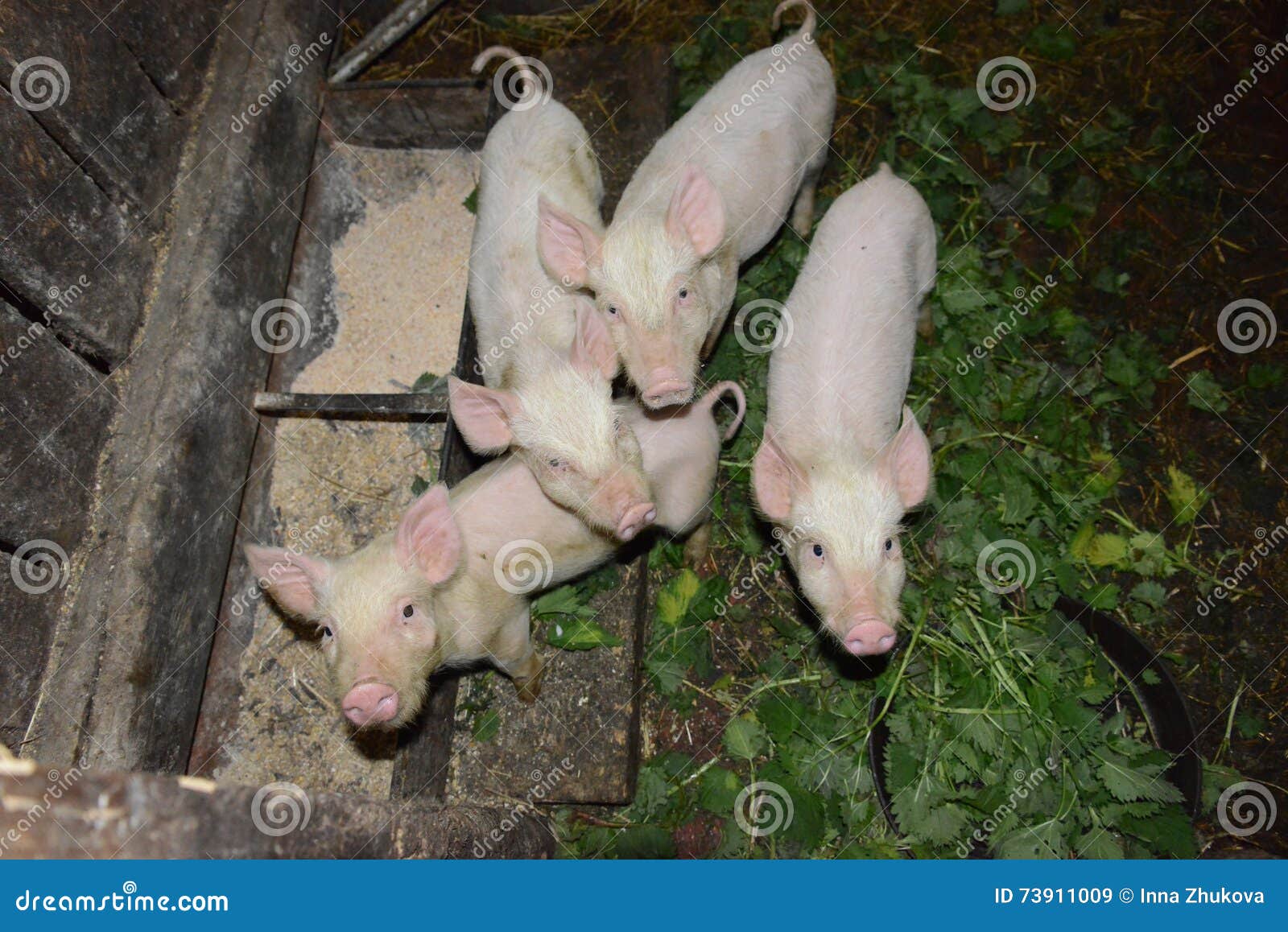 Little Pigs on a Pig Breeding Farm Stock Image - Image of little ...