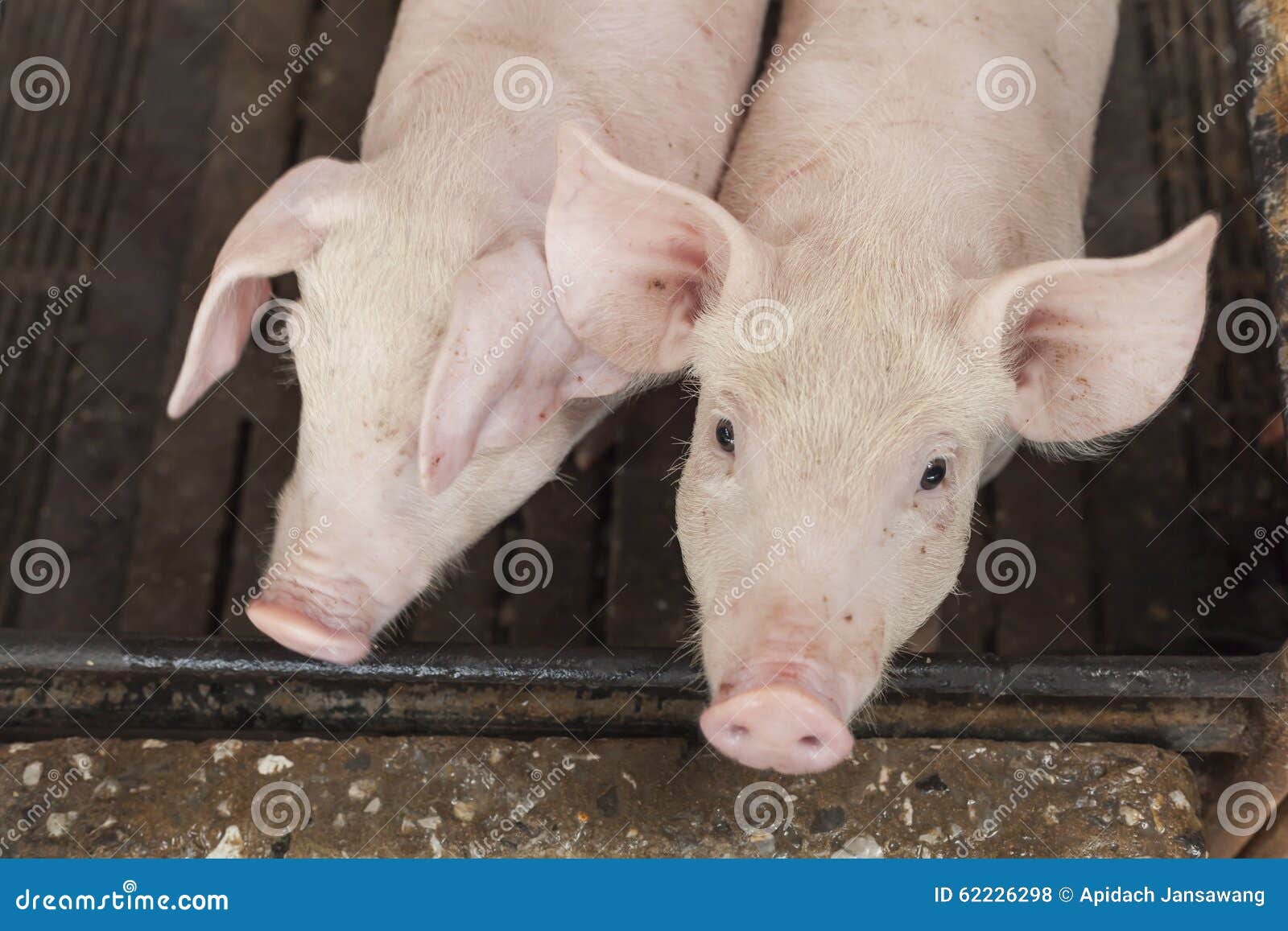 Little Pigs Playing Happily. Stock Photo - Image of animal, outdoor ...