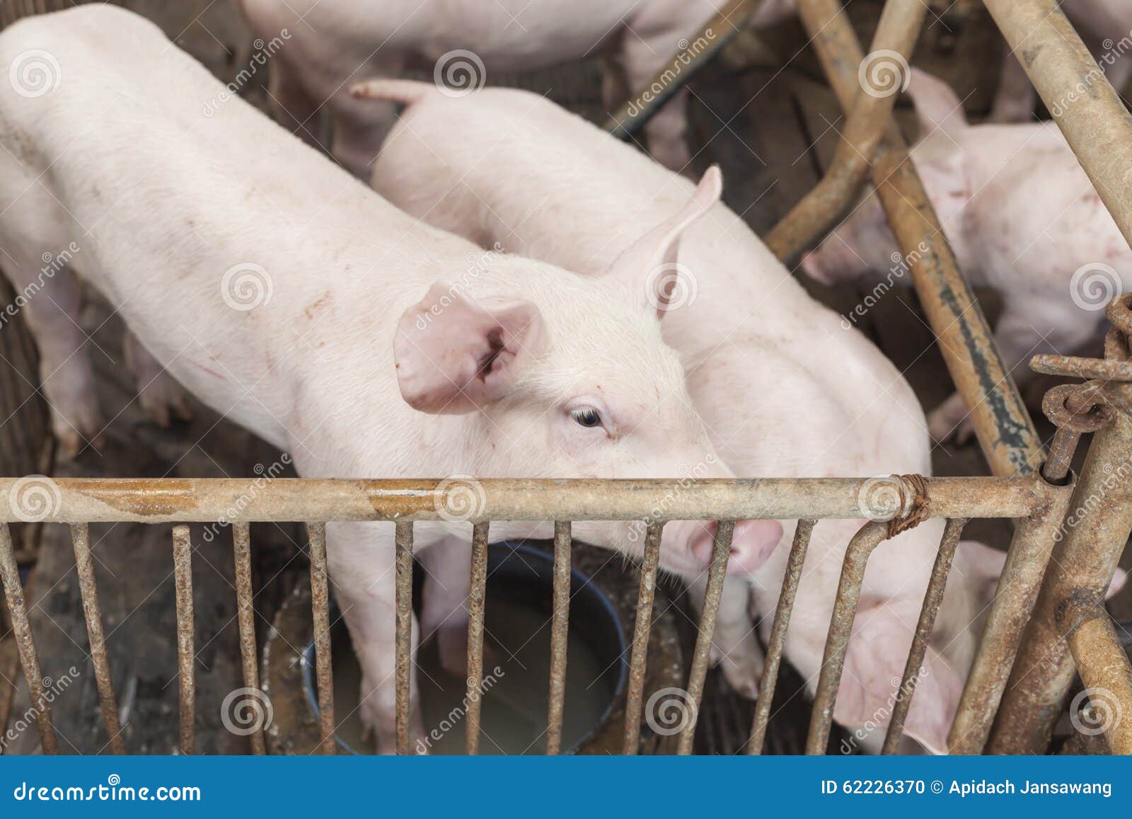 Little Pigs Playing Happily. Stock Photo - Image of piglets, welfare ...