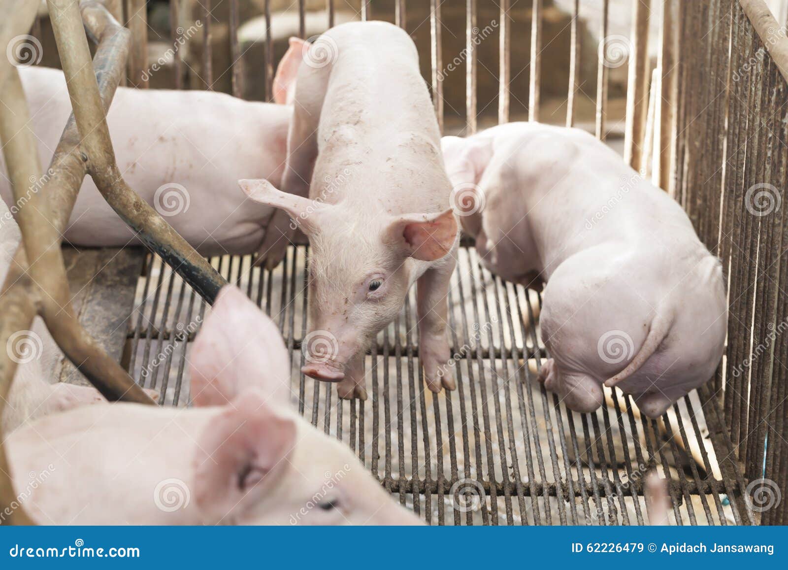Little Pigs Playing Happily. Stock Image - Image of suckling, welfare ...