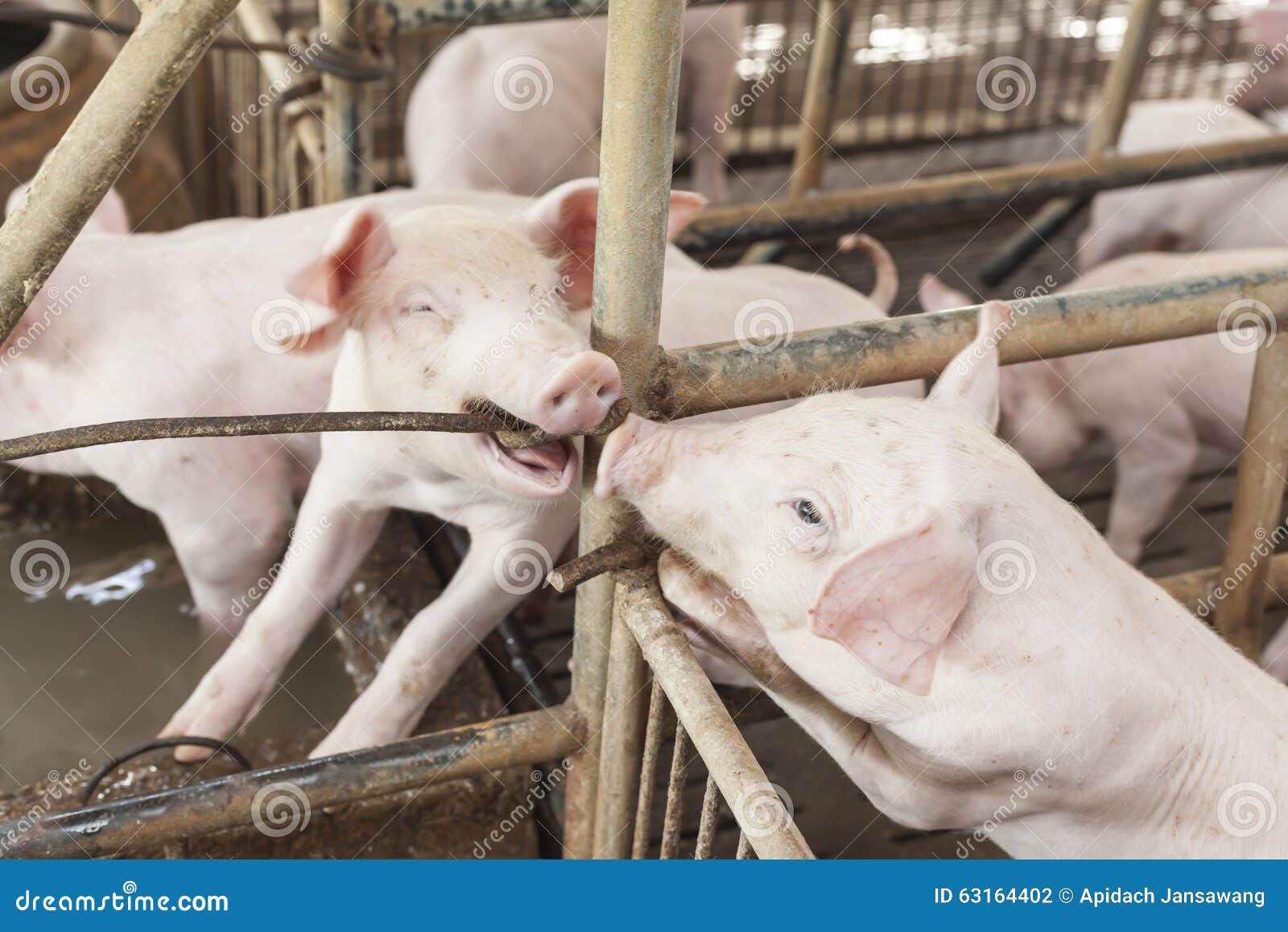 Little Pigs Playing Happily. Stock Photo - Image of cute, piglet: 63164402
