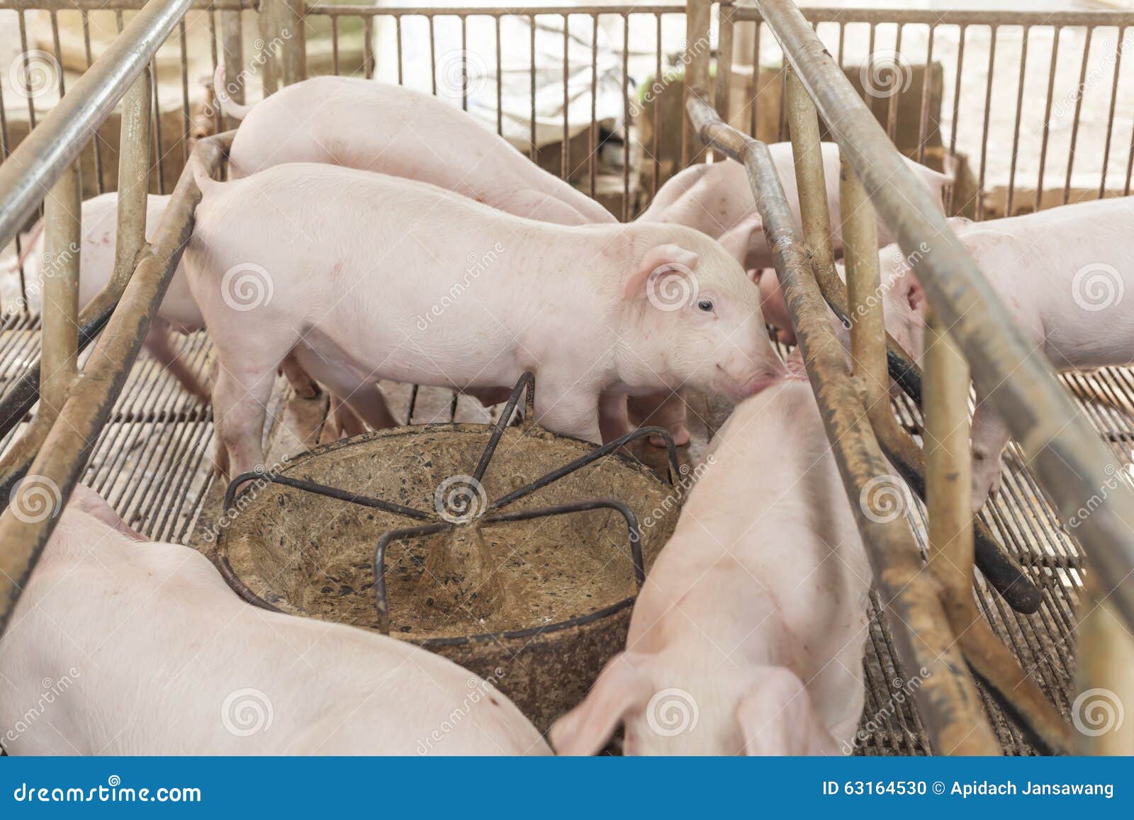 Little Pigs Playing Happily. Stock Photo - Image of piglet, hogs: 63164530