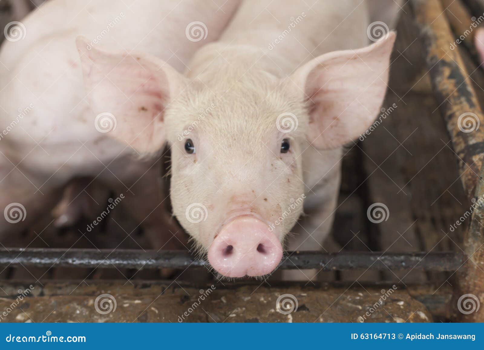 Little Pigs Playing Happily. Stock Image - Image of food, outdoor: 63164713