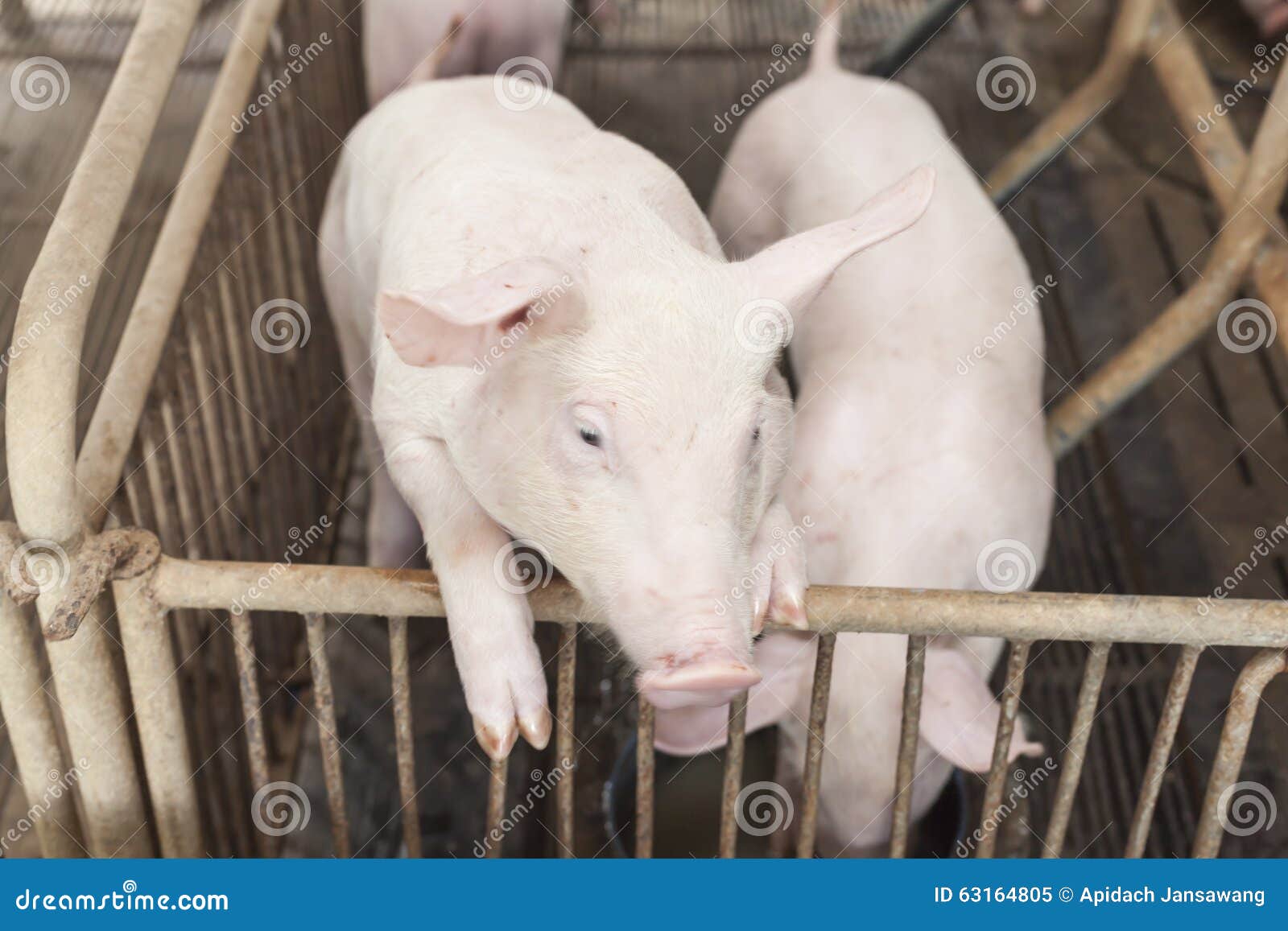 Little Pigs Playing Happily. Stock Image - Image of enthusiastic, hogs ...