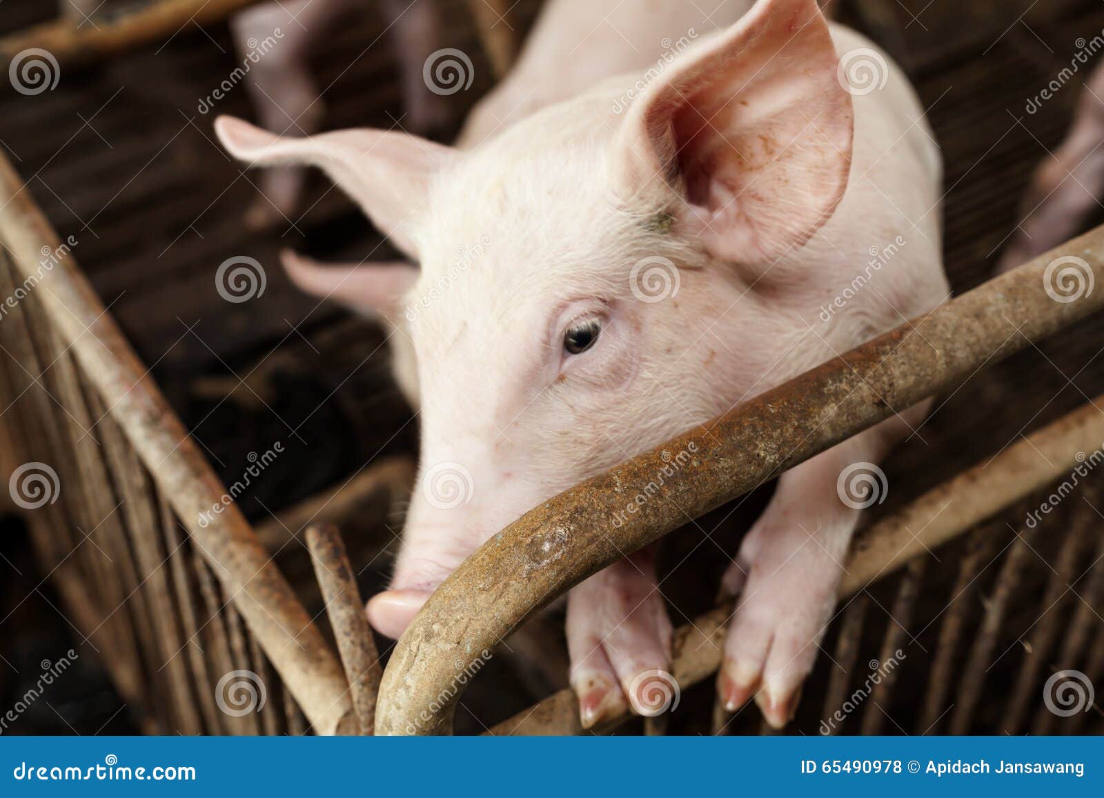 Little Pigs Playing Happily. Stock Photo - Image of feeding, little ...
