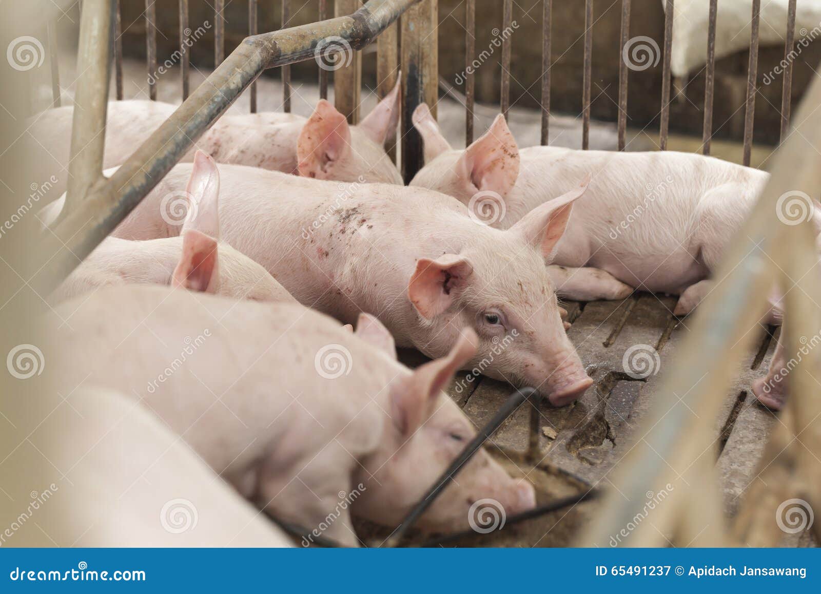 Little Pigs Playing Happily. Stock Image - Image of nature, young: 65491237