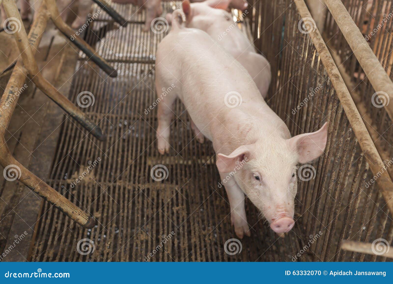 Little Pigs Playing Happily. Stock Photo - Image of hogs, swine: 63332070