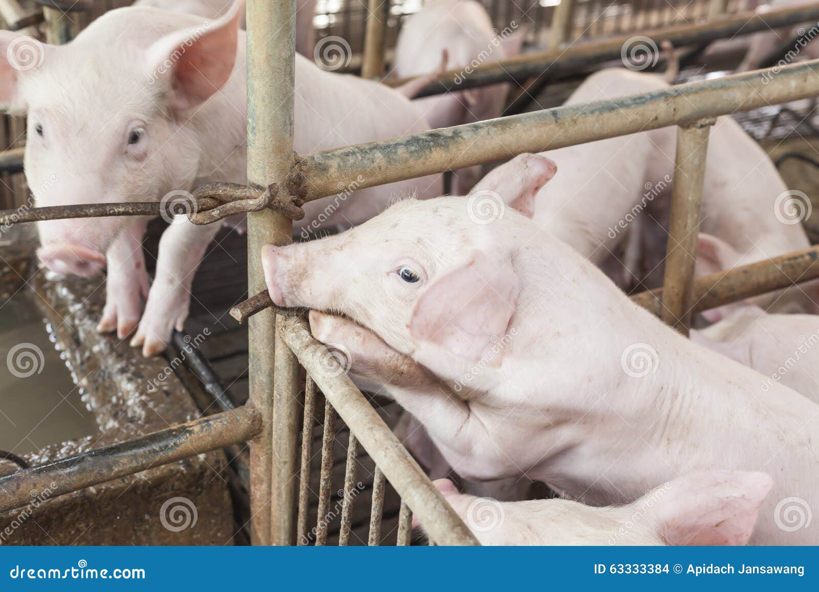 Little Pigs Playing Happily. Stock Photo - Image of livestock, swine ...