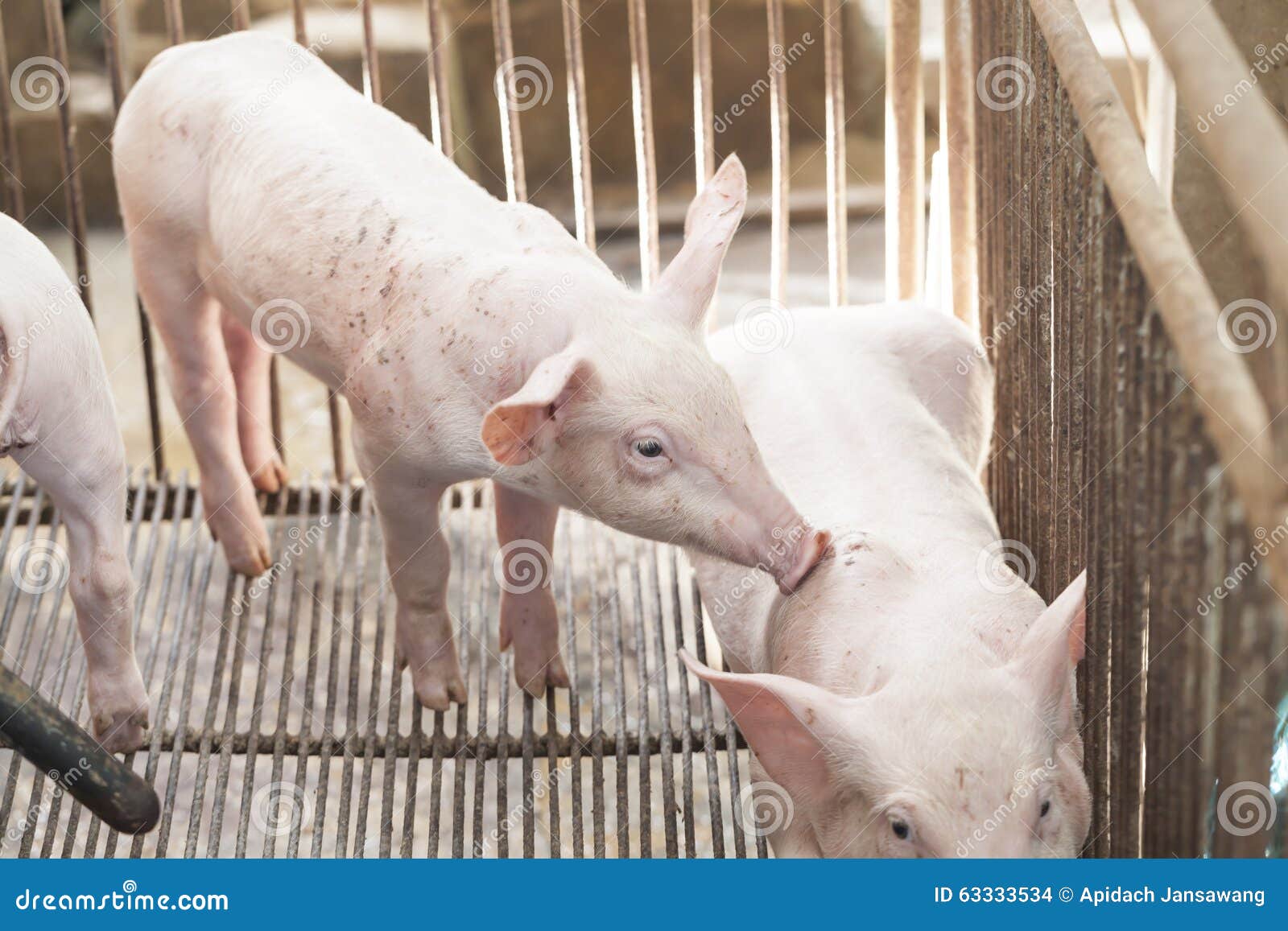 Little Pigs Playing Happily. Stock Photo - Image of animals, eating ...
