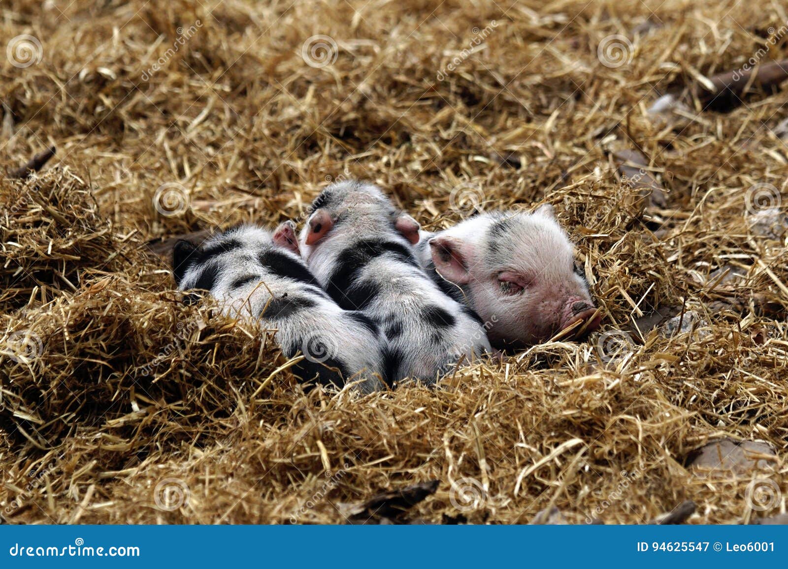 Little pigs stock image. Image of pink, closeup, happy - 94625547