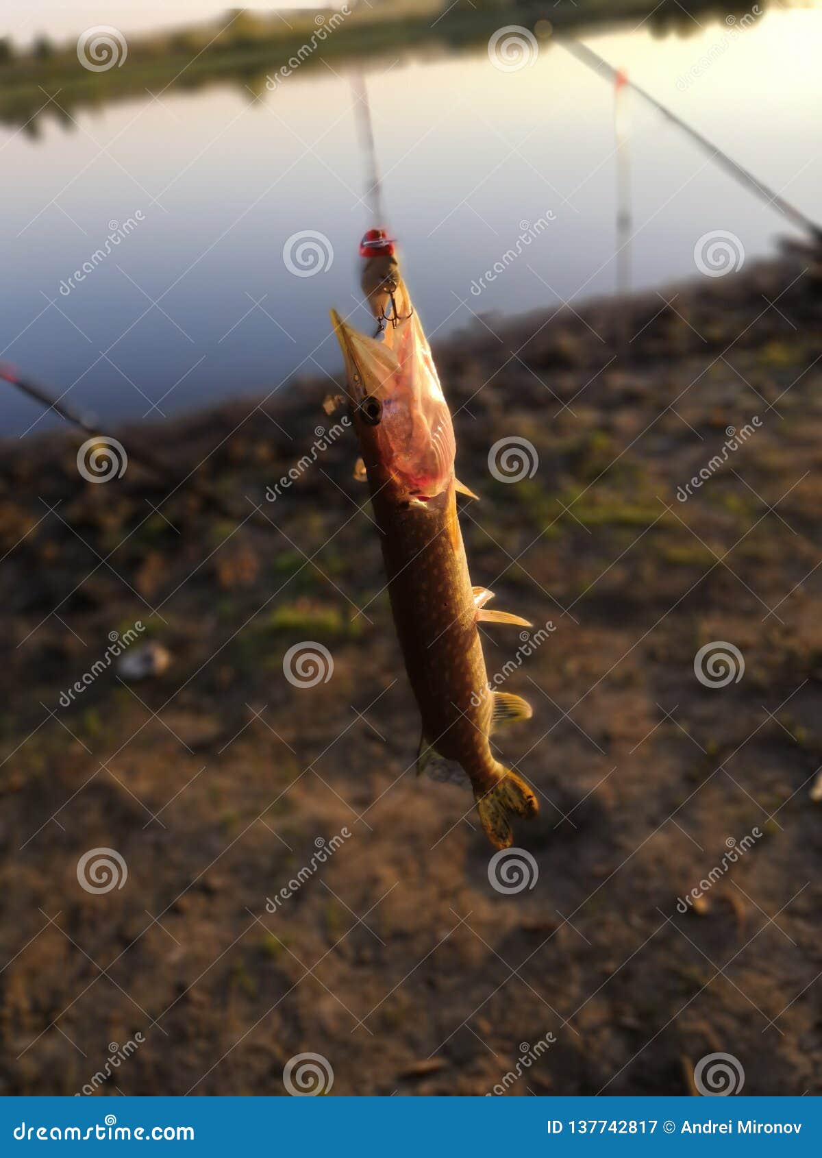 Little pike on the hook stock image. Image of fishman - 137742817