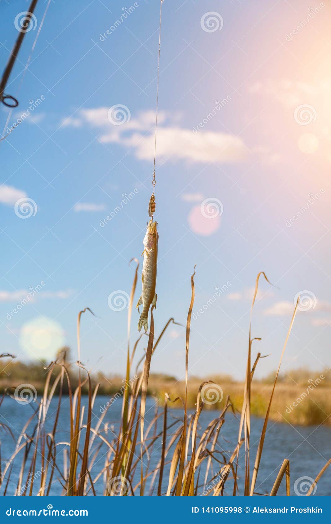 Little Pike on a Hook Spinners Stock Photo - Image of blue, hobby ...