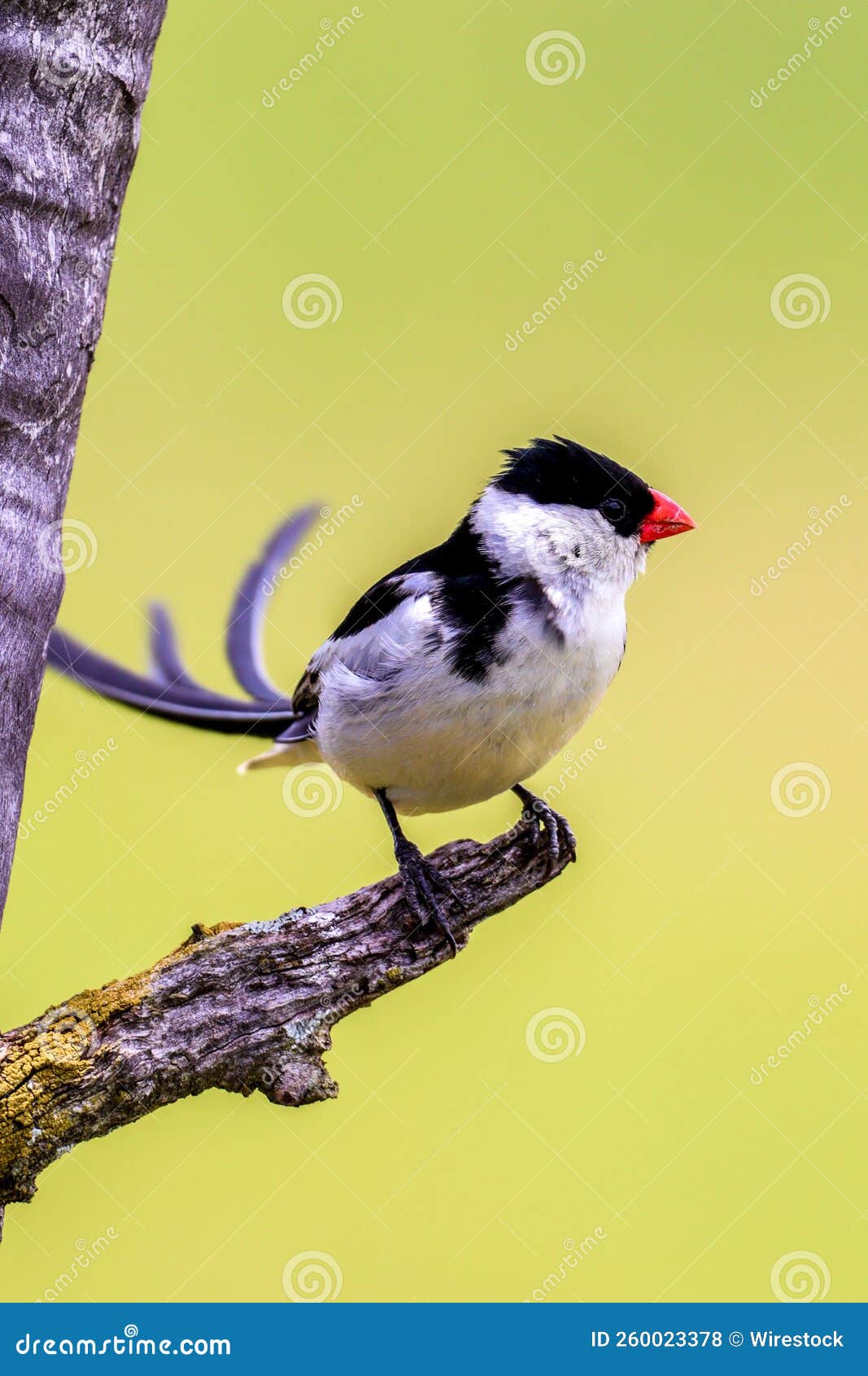 Little Pin-tailed Whydah Perching on Wood Stock Photo - Image of wings ...