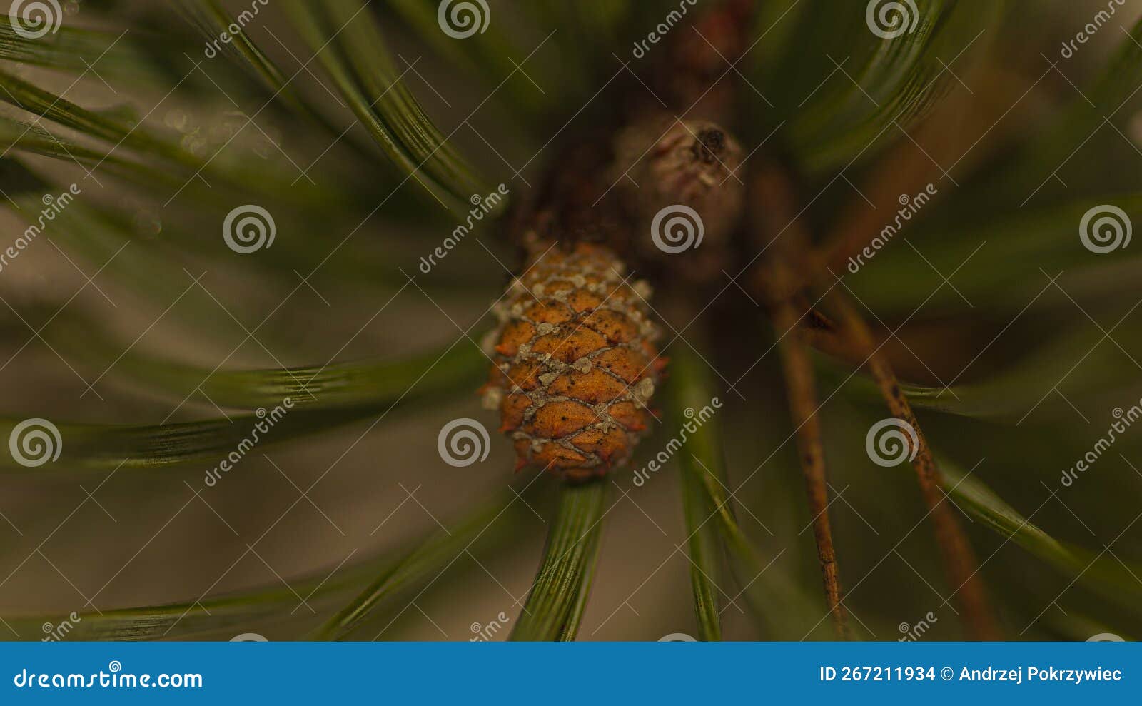 Little Pine Cone with Needles Stock Photo - Image of needle, object: 267211934