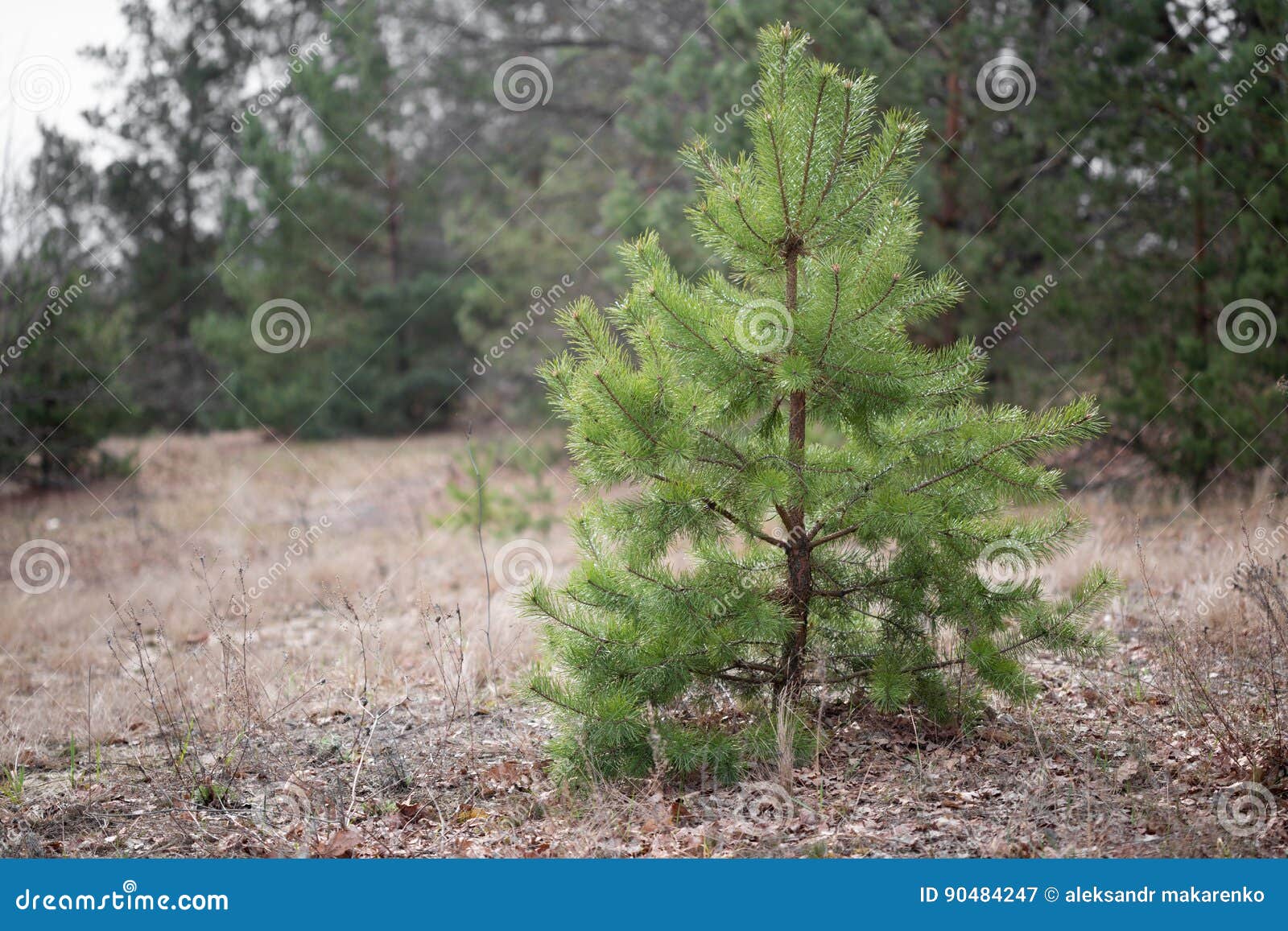 A Little Pine in the Forest at the Edge of the Forest Stock Image ...