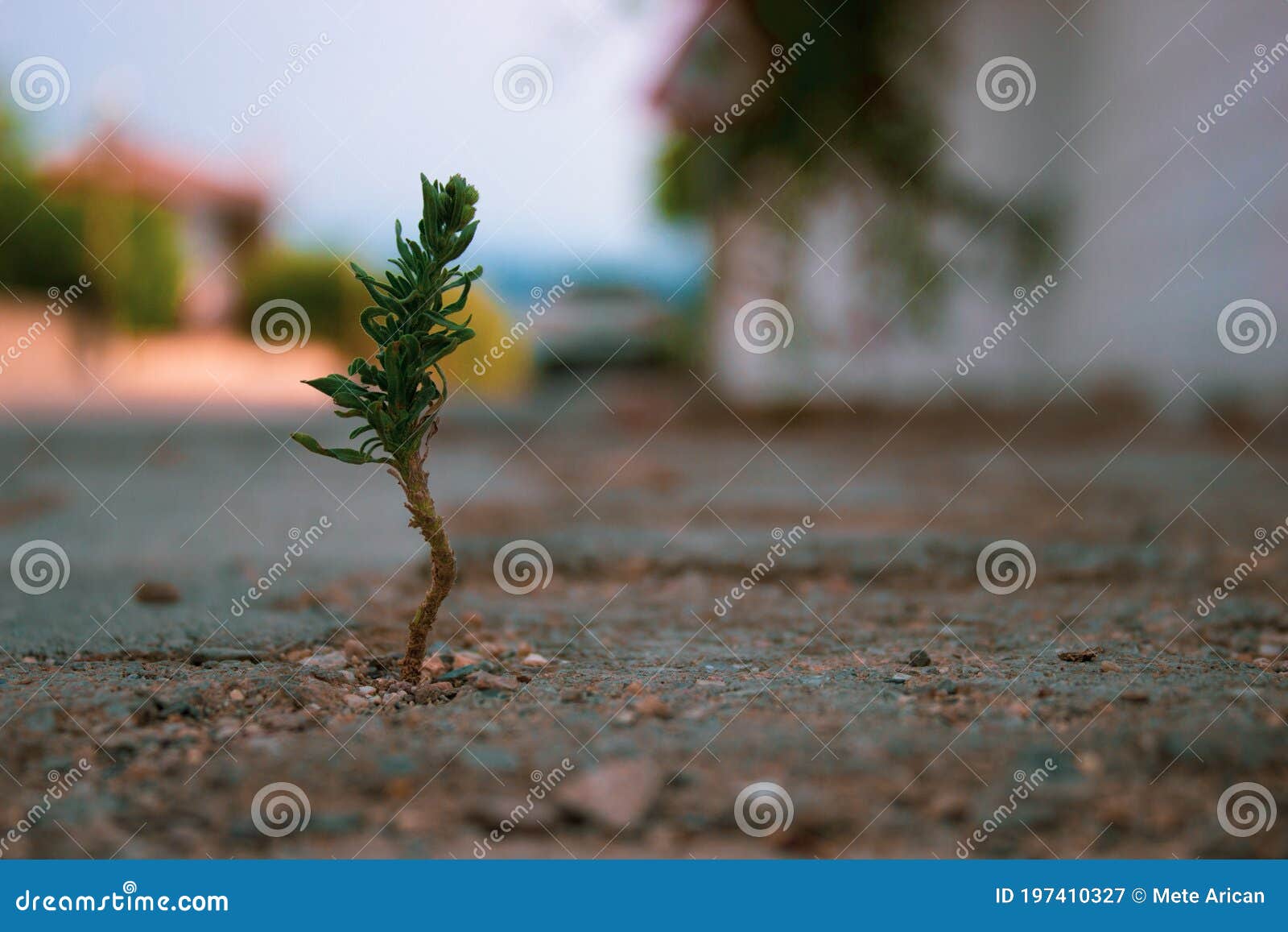 Little Pine Tree Growing from the Ground Stock Image - Image of green ...