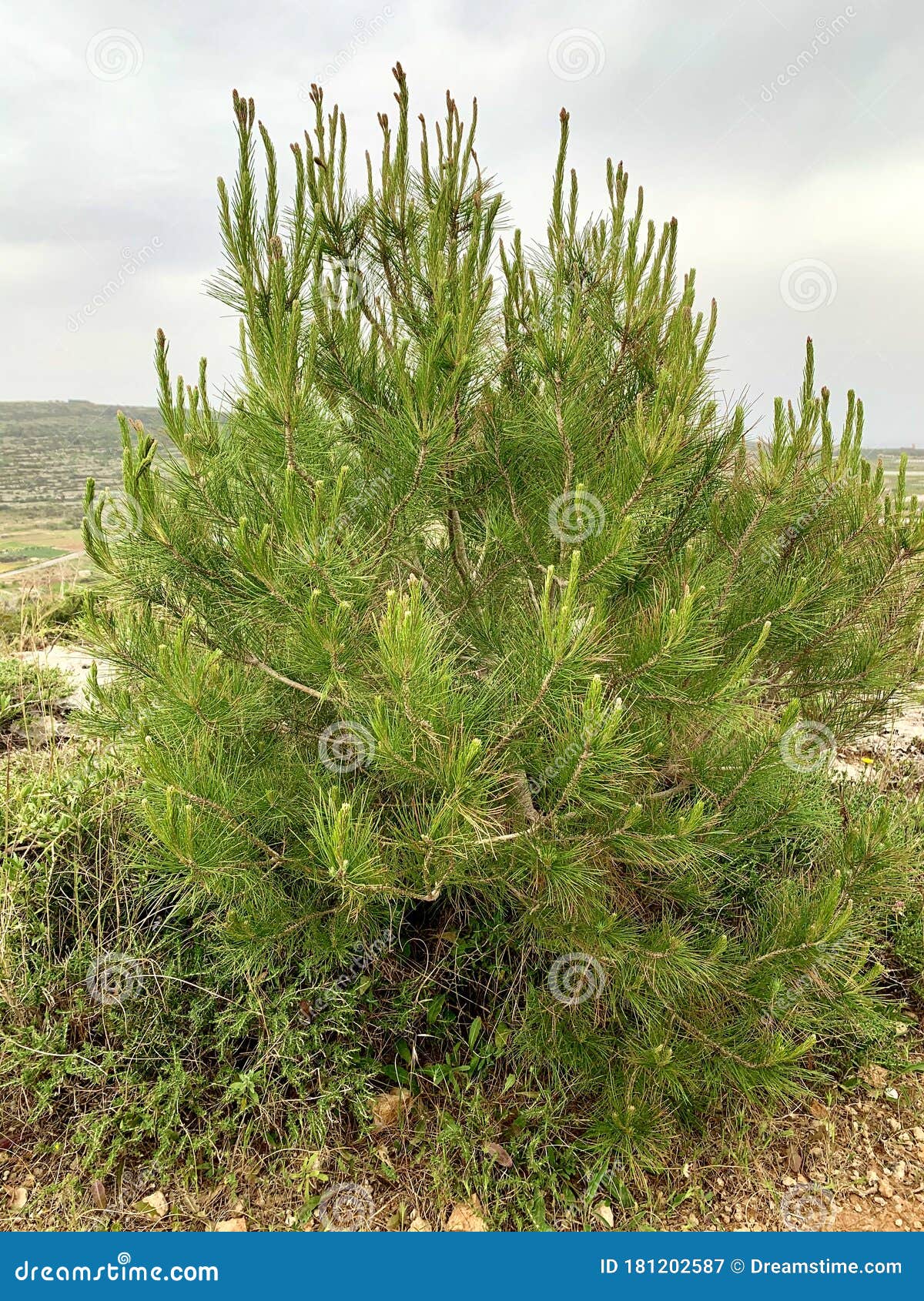 Little Pine Tree in Manikata Woodlands, Malta Stock Image - Image of ...