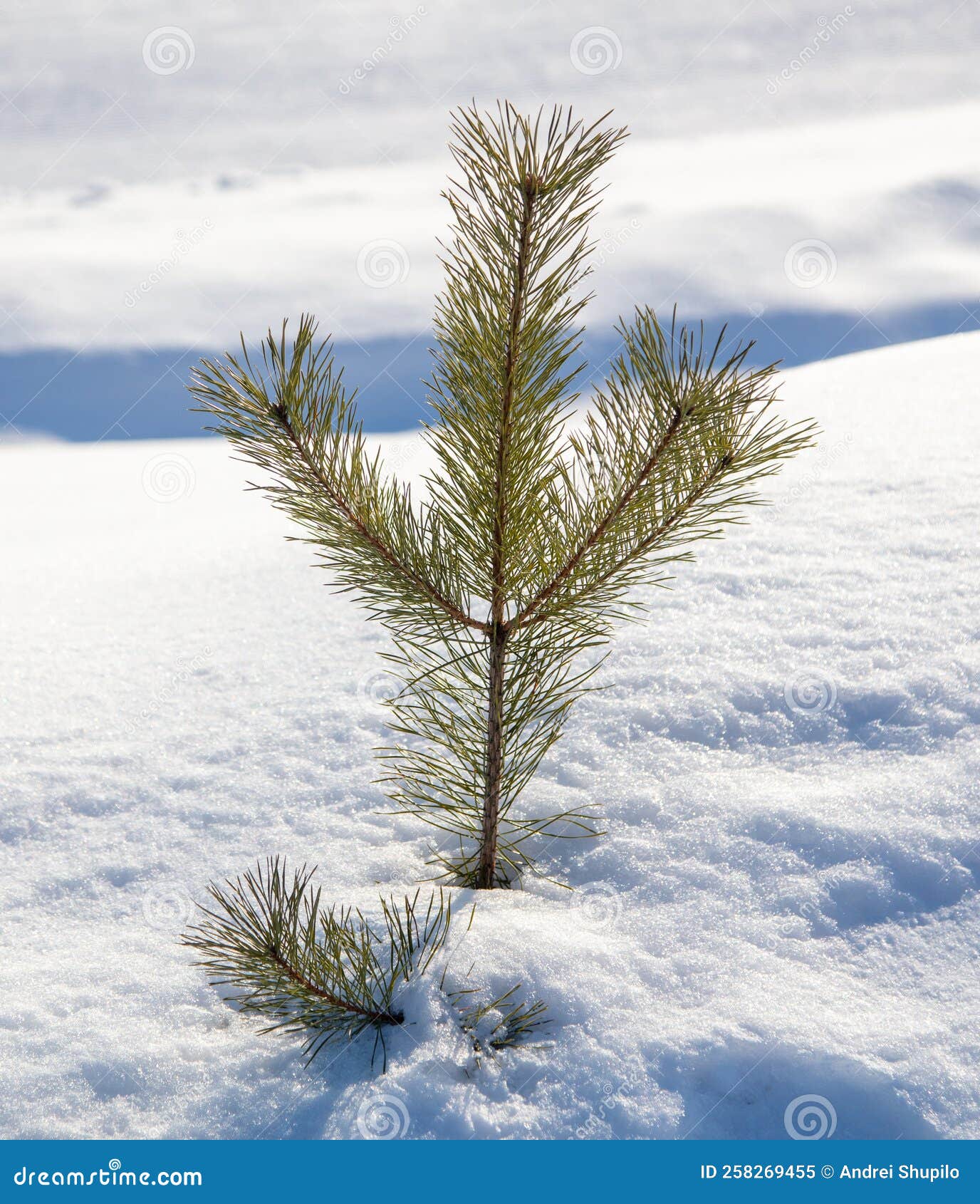 Little Pine Tree in the Snow in Winter. Stock Image - Image of pine ...